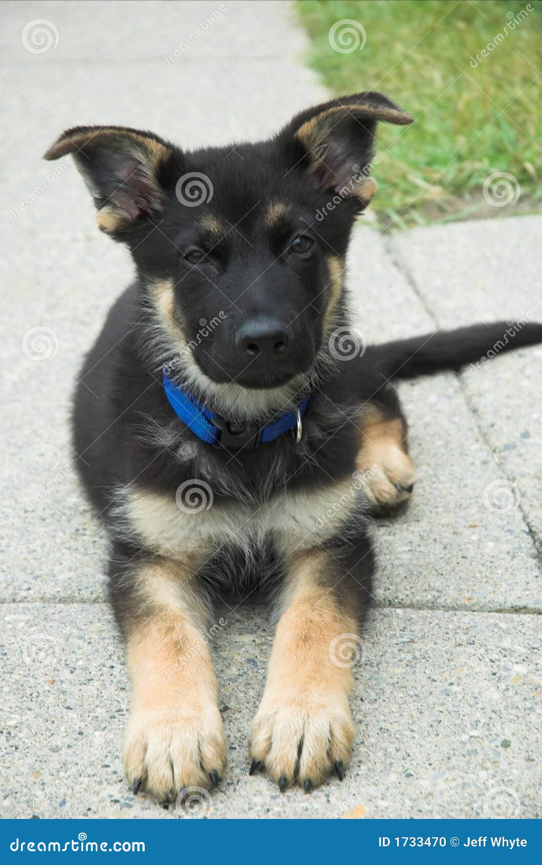 Perrito del pastor alemán foto de archivo. Imagen de piel - 1733470