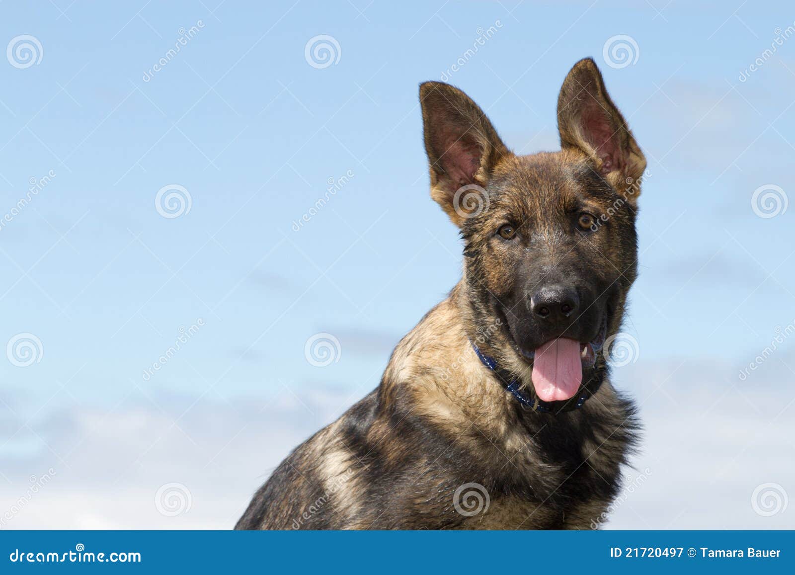 Perrito del pastor alemán imagen de archivo. Imagen de pastor - 21720497