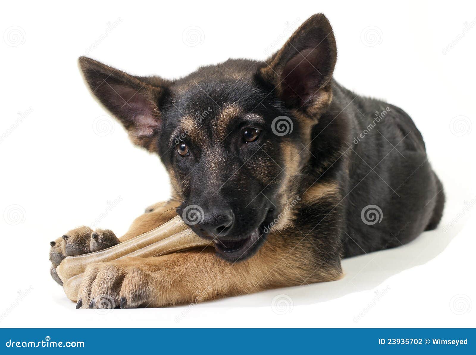 Perrito del pastor alemán foto de archivo. Imagen de frente - 23935702