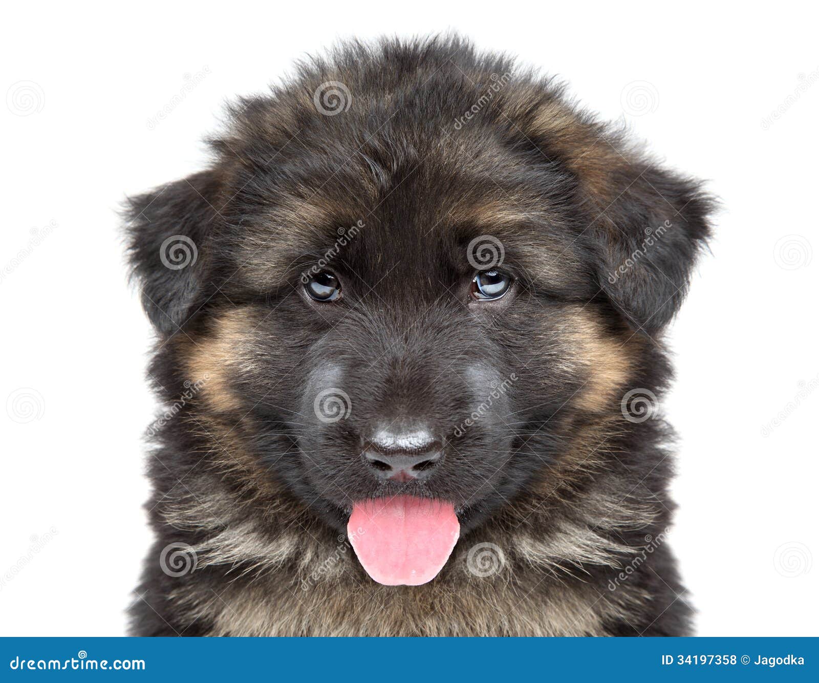 Perrito del pastor alemán foto de archivo. Imagen de bebé - 34197358