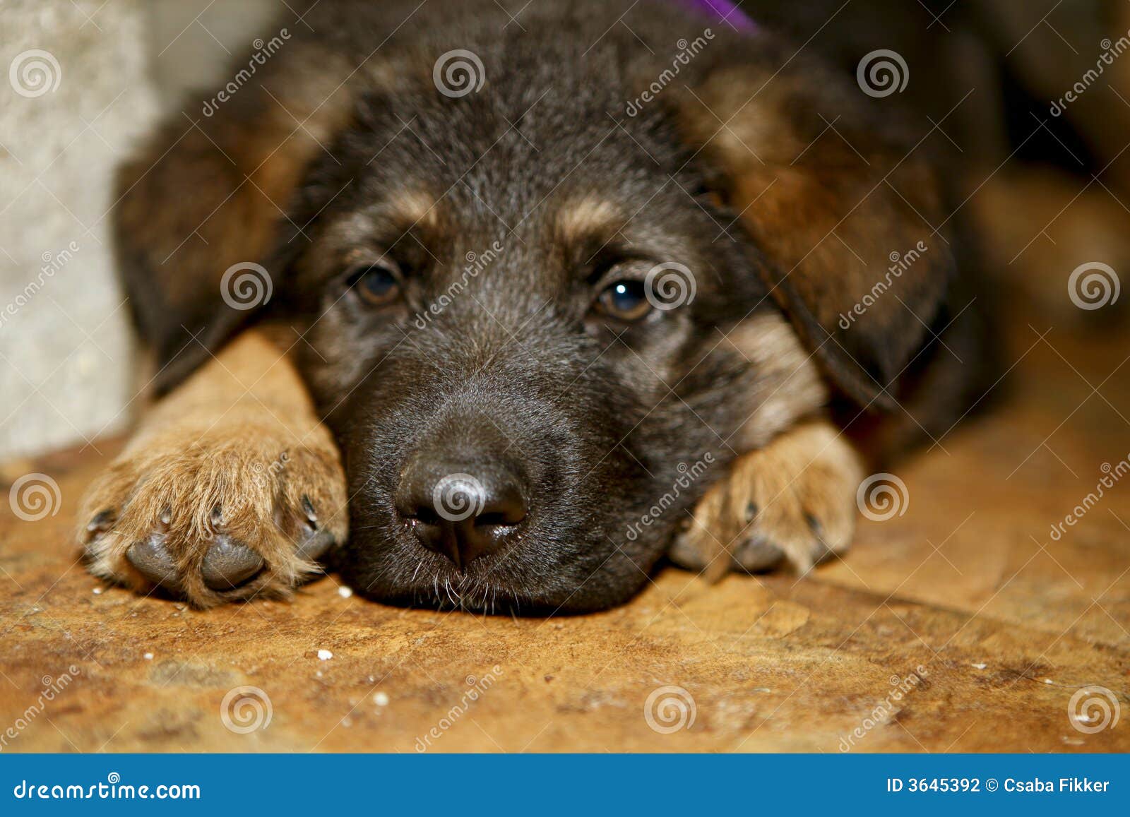 Perrito del pastor alemán foto de archivo. Imagen de dulce - 3645392