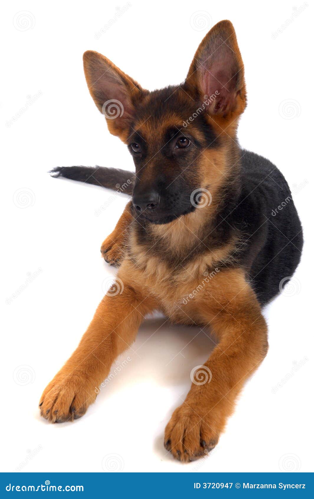 Perrito del pastor alemán imagen de archivo. Imagen de perrito - 3720947