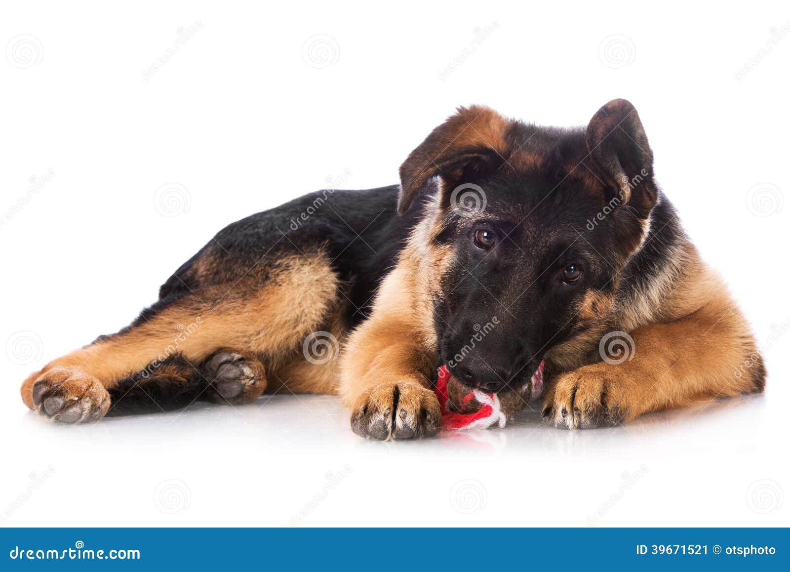 Perrito del pastor alemán imagen de archivo. Imagen de retrato - 39671521