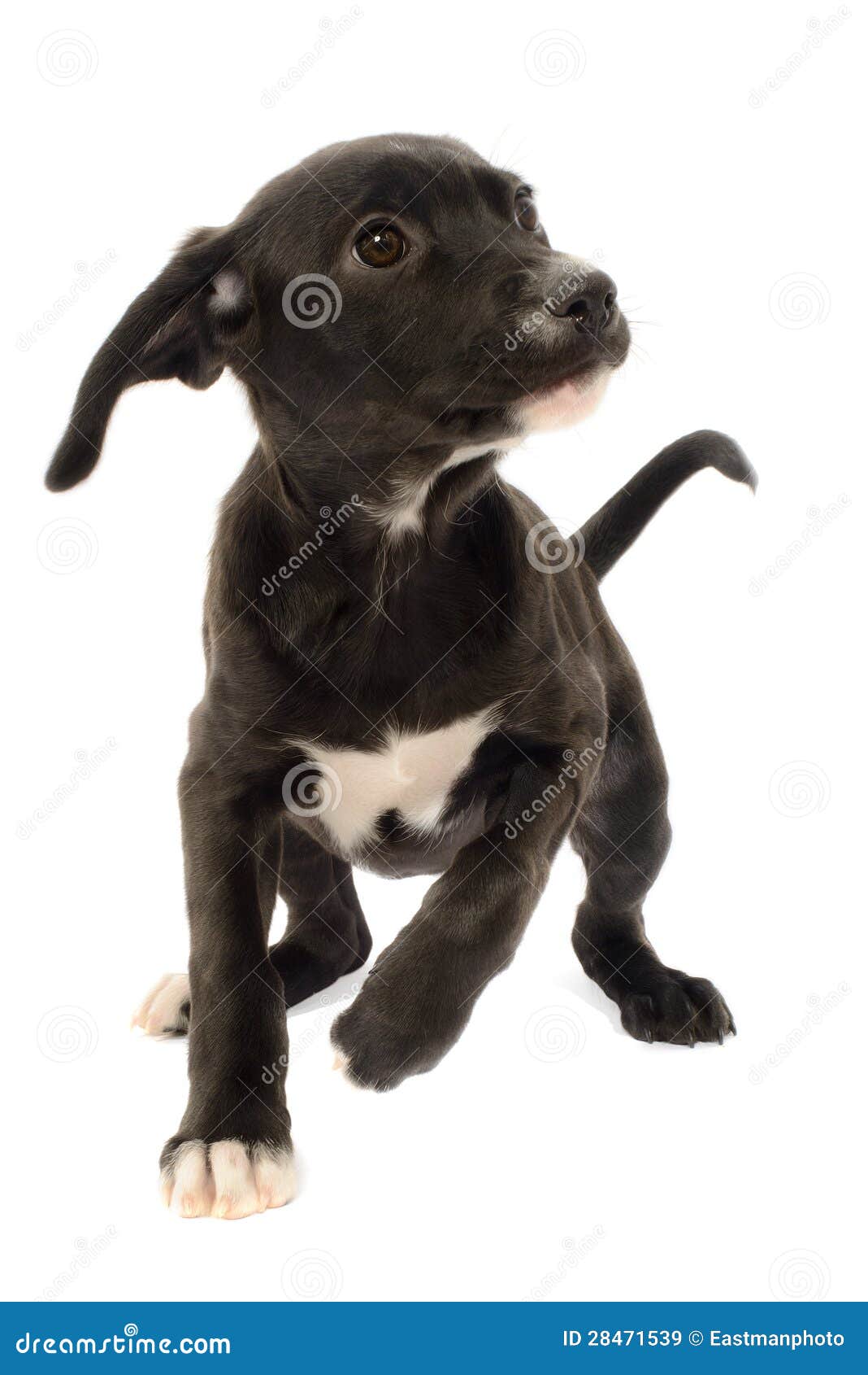 Perrito Del Pastor De Labrador Imagen de archivo - Imagen de lindo ...