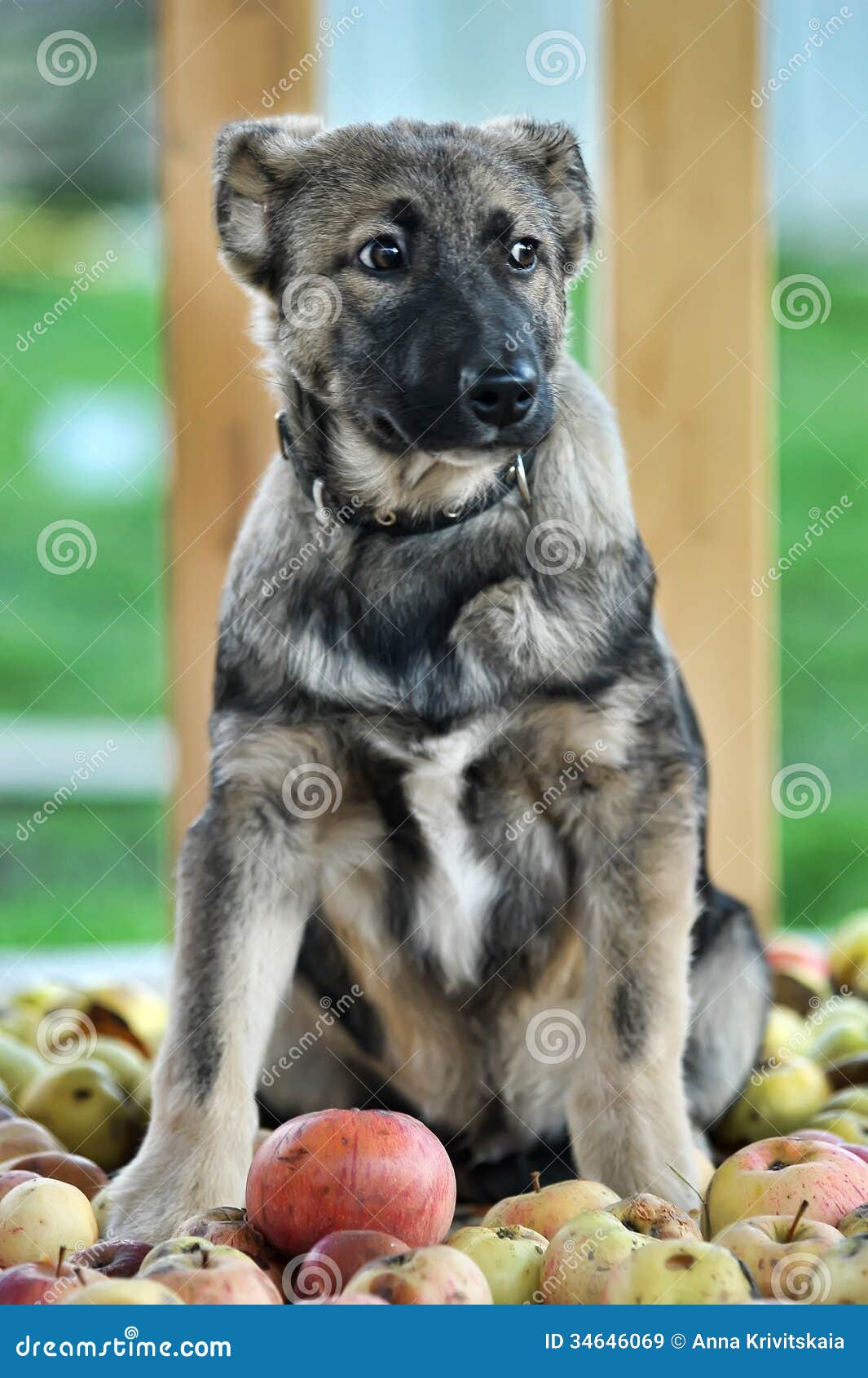Perrito Del Pastor Del Mestizo Imagen de archivo - Imagen de animal ...