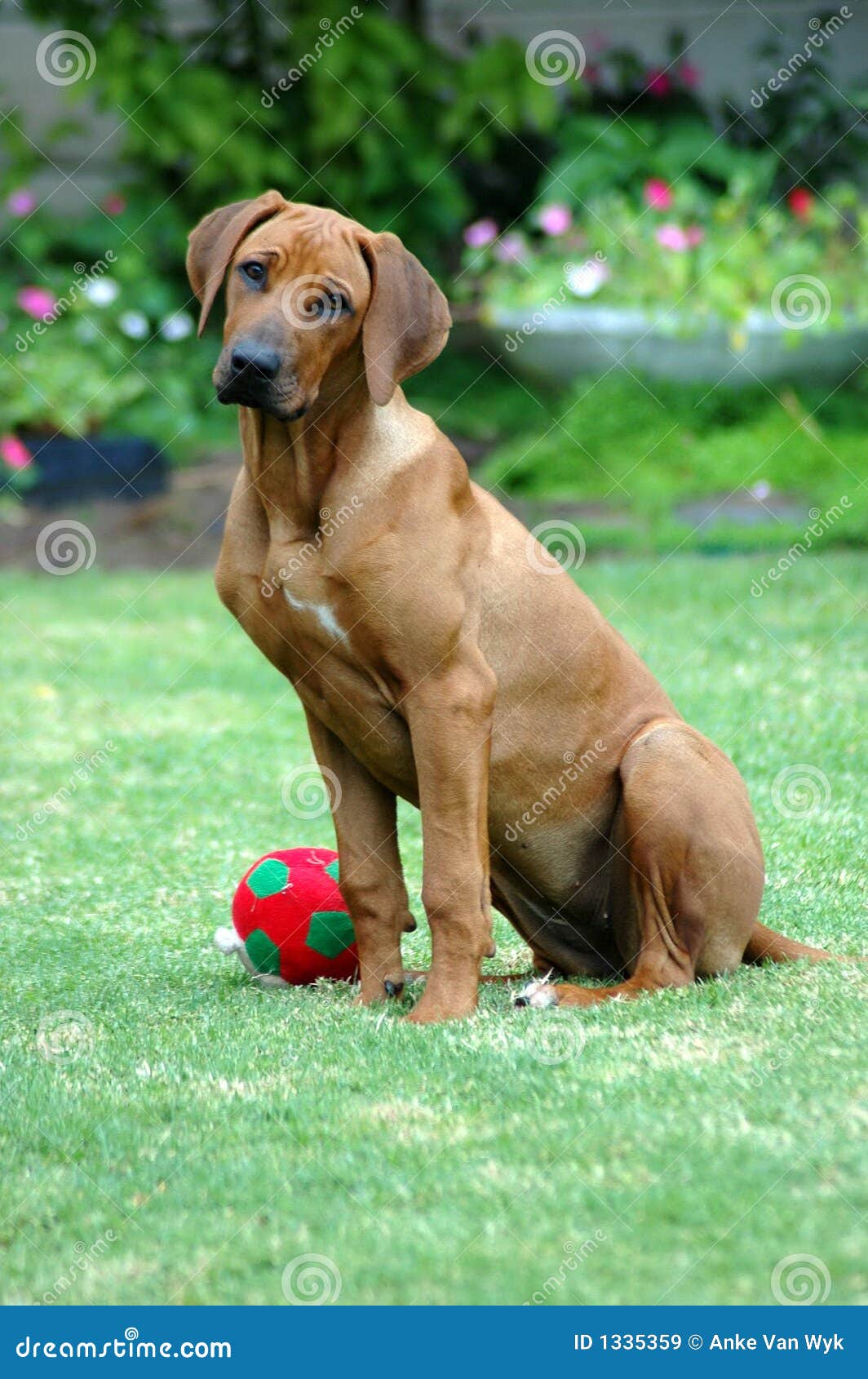 Perrito del perro imagen de archivo. Imagen de animales - 1335359