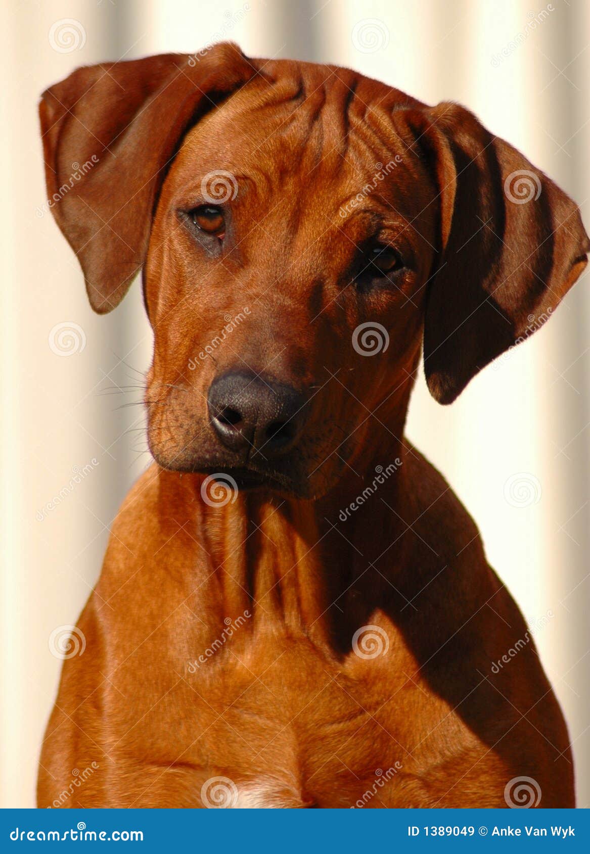 Perrito del perro imagen de archivo. Imagen de castas - 1389049