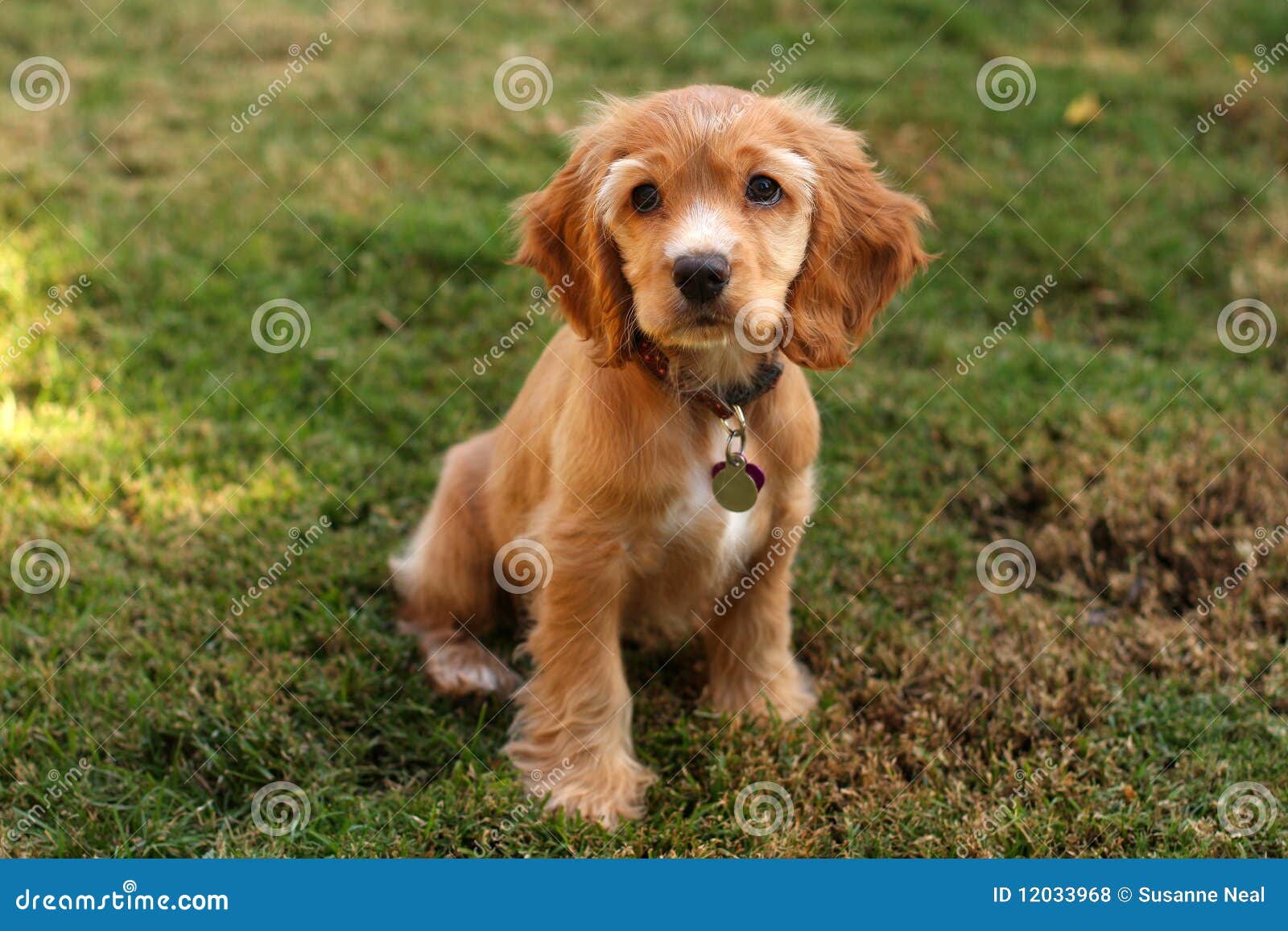 Perrito Del Perro De Aguas De Cocker En Luz Del Sol Foto de archivo ...