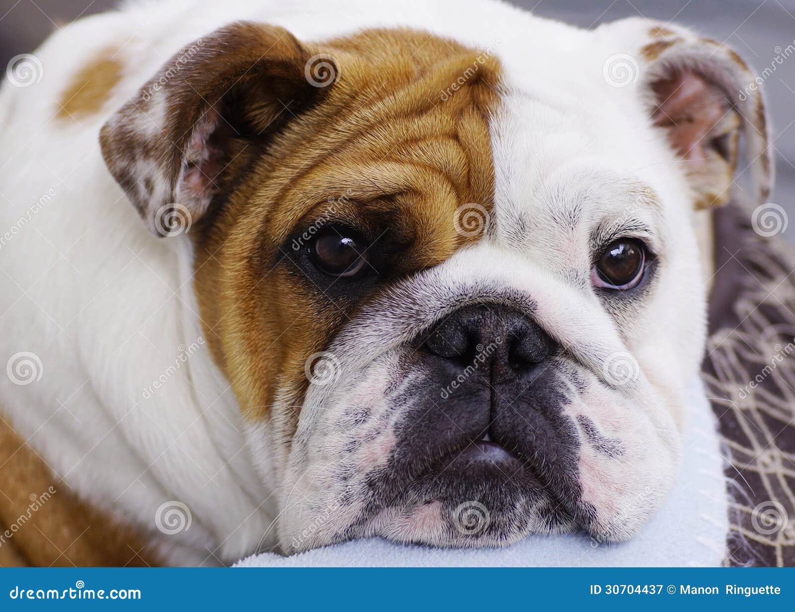 Perrito Del Perro De Bull Del Inglés Imagen de archivo - Imagen de ...