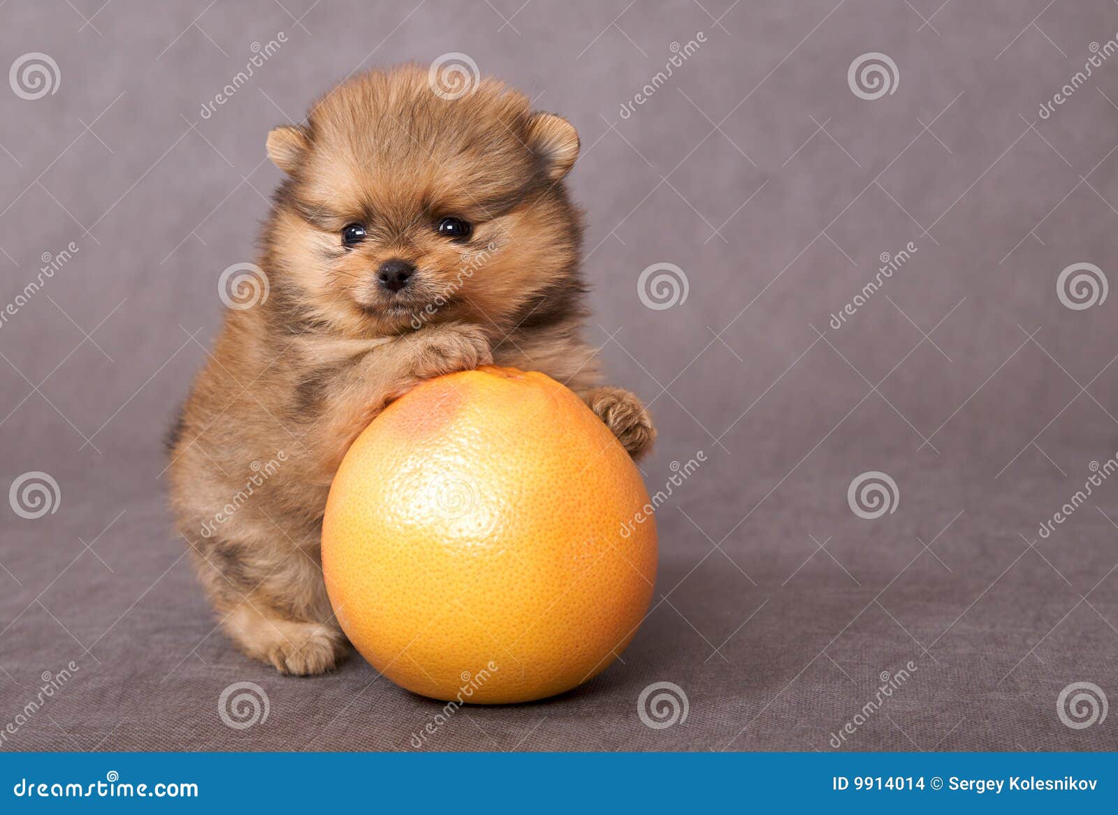 Perrito Del Perro De Pomerania-perro Con El Pomelo Foto de archivo ...