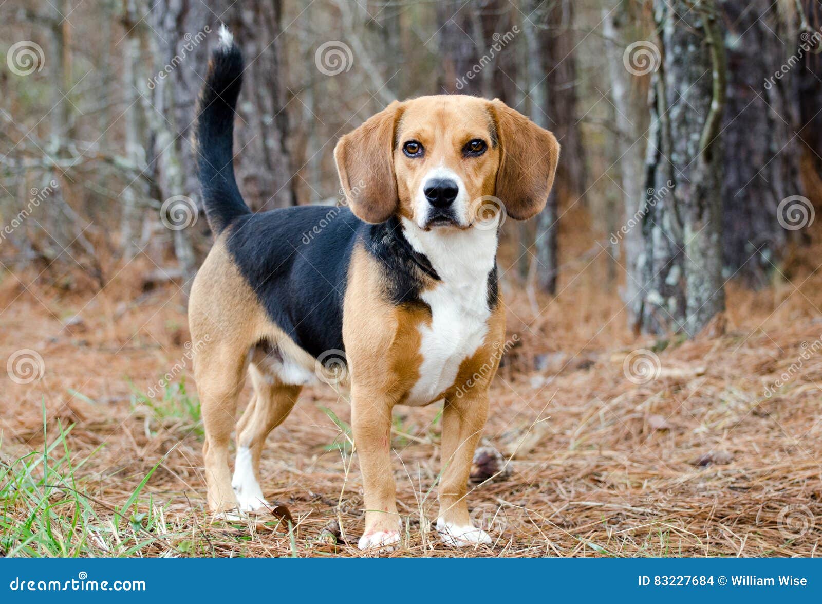 Perrito Del Perro Del Beagle Foto de archivo - Imagen de corteza ...