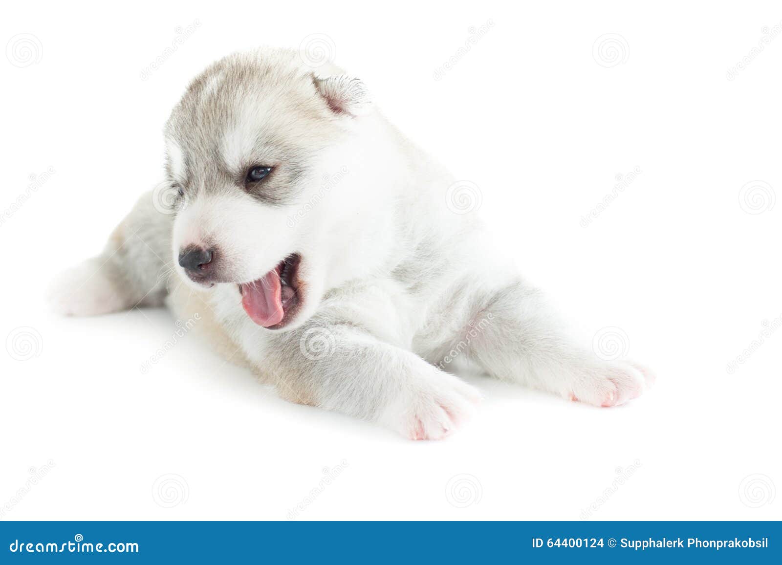 Perrito Del Perro Esquimal Siberiano Foto de archivo - Imagen de ...