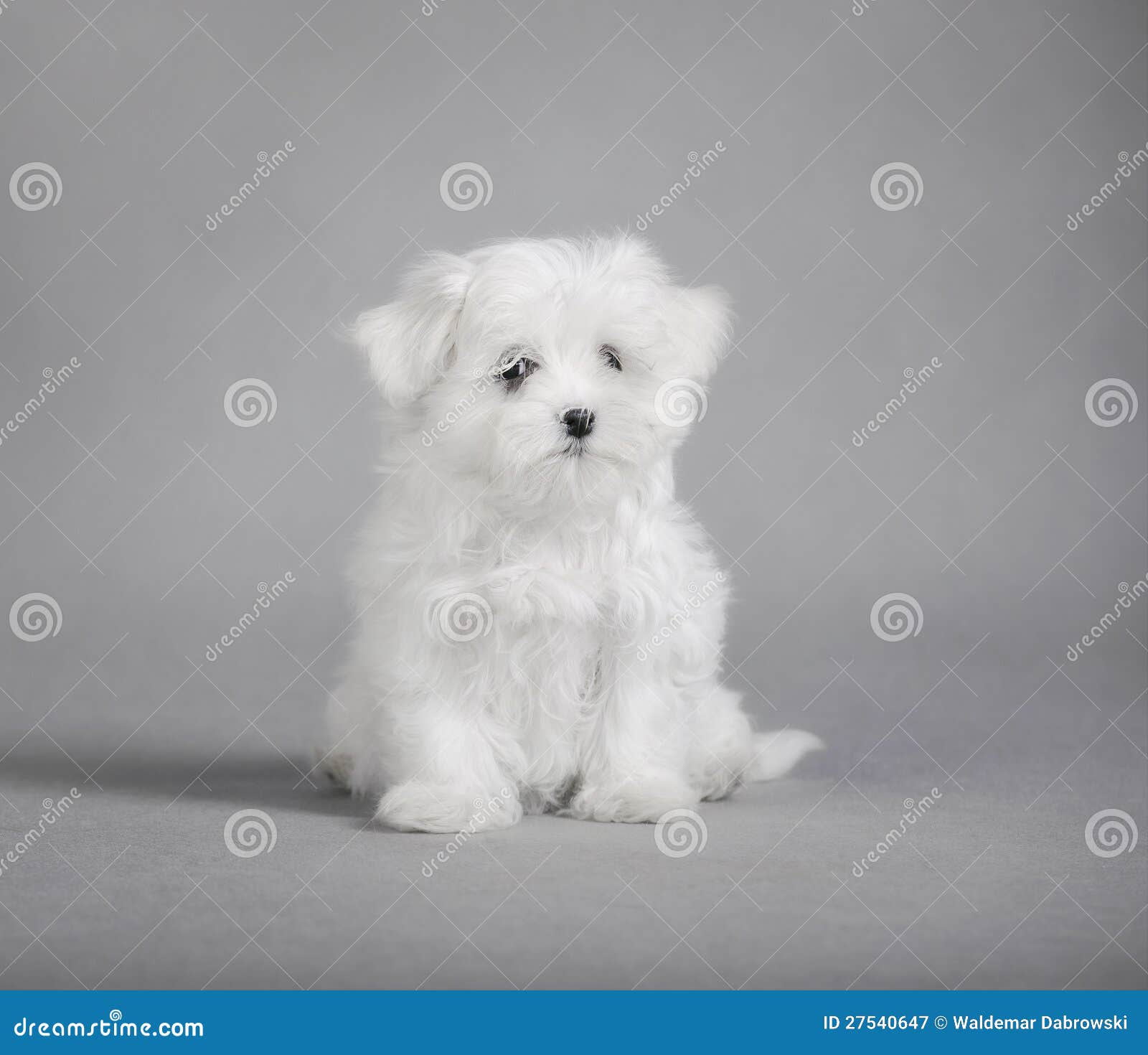 Perrito del perro maltés imagen de archivo. Imagen de casa - 27540647