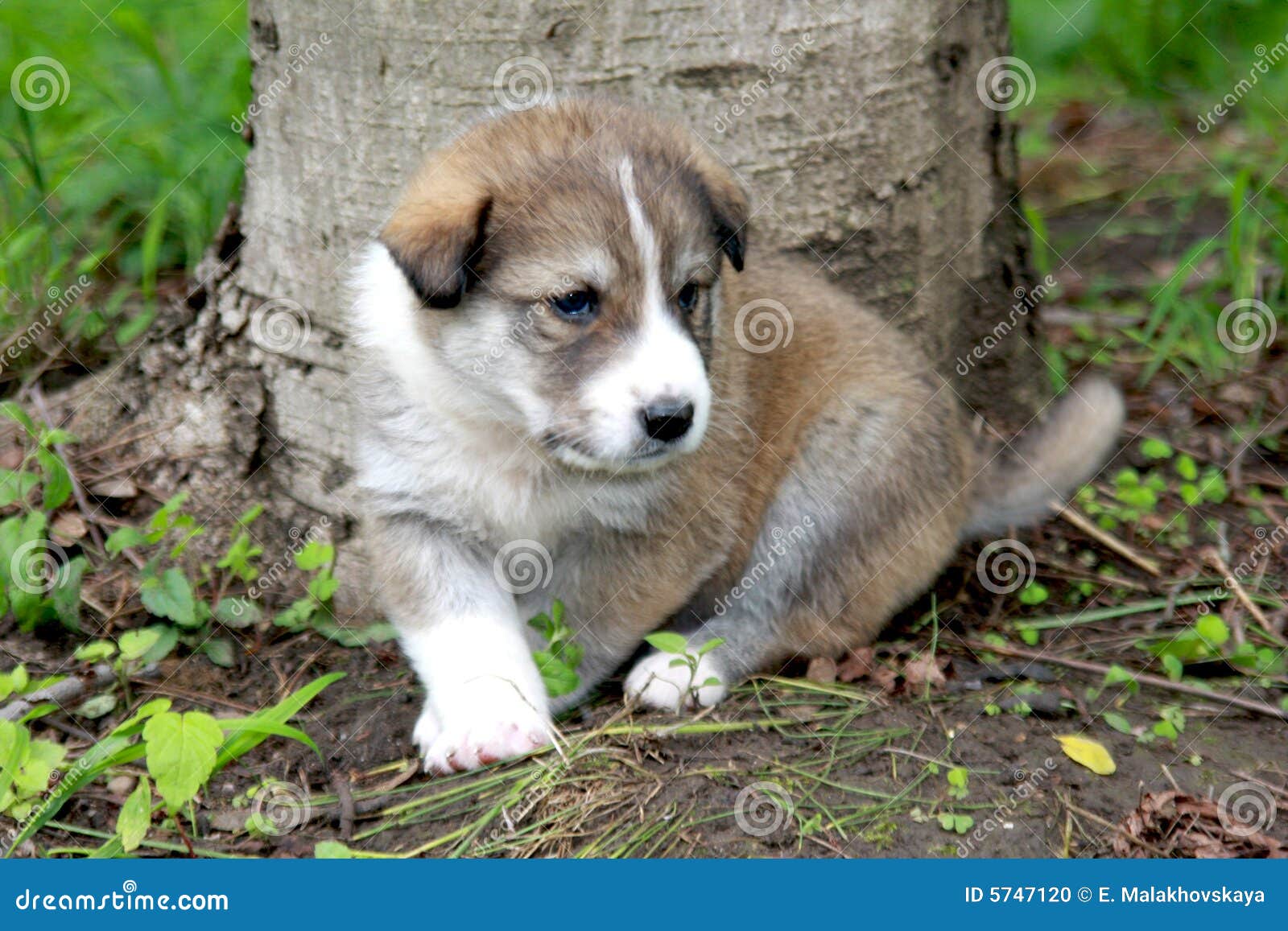 Perrito del perro pastor foto de archivo. Imagen de perrito - 5747120