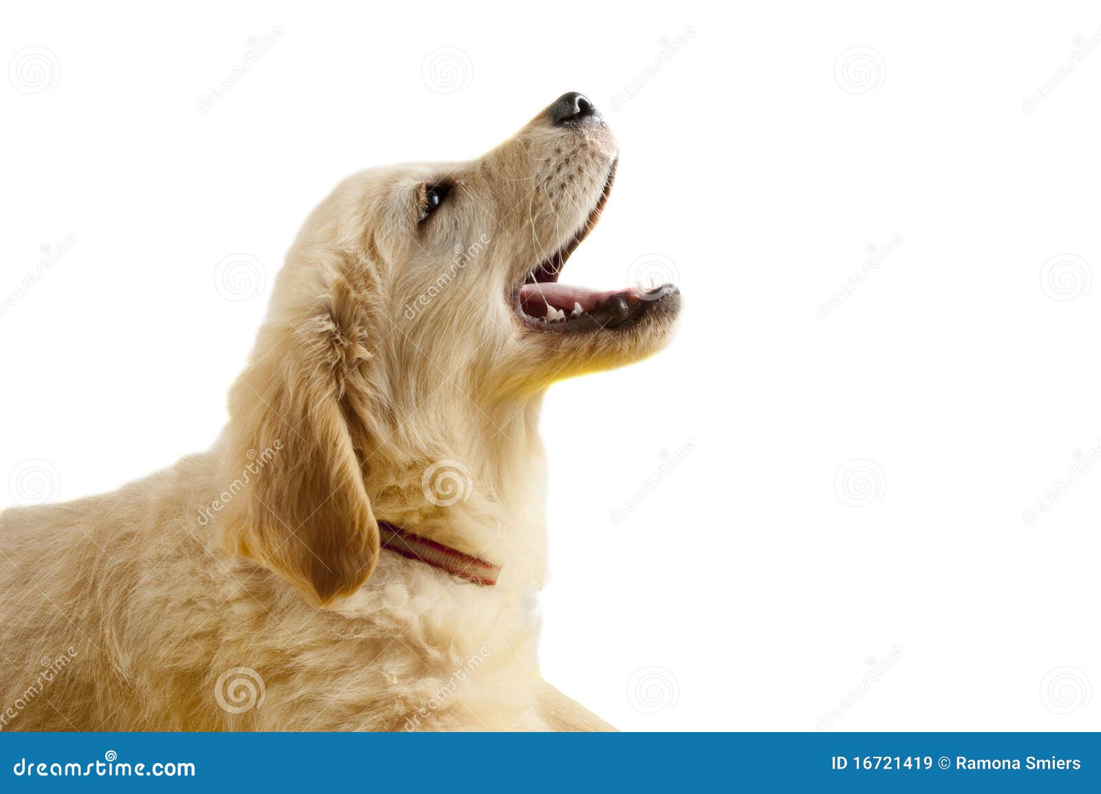 Perrito Del Perro Perdiguero De Oro Con La Boca Abierta Imagen de ...