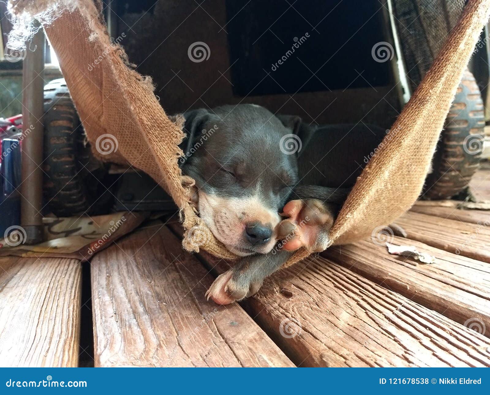 Perrito Del Pitbull Dormido Foto de archivo - Imagen de toro, bolso ...