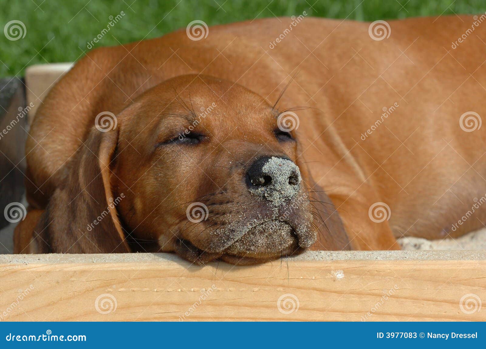 Perrito Del Ridgeback De Rhodesian Imagen de archivo - Imagen de ...