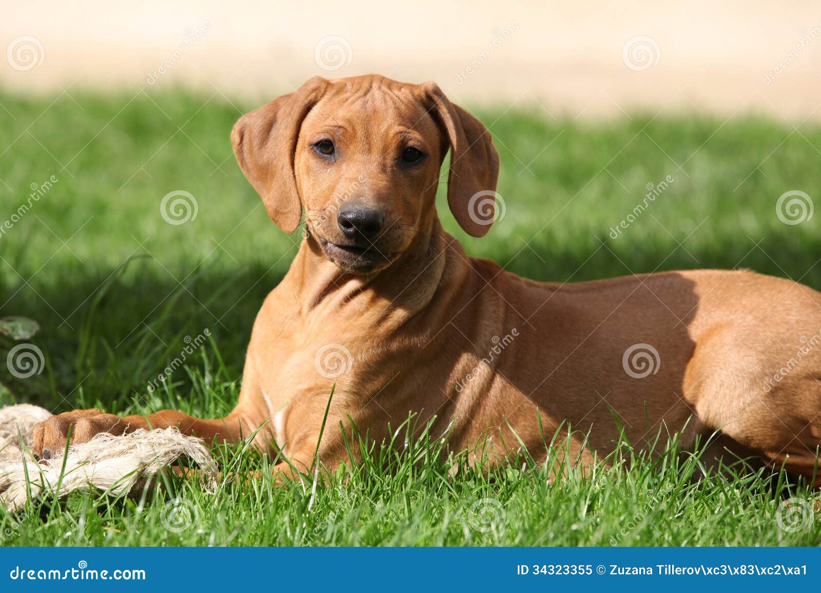 Perrito Del Ridgeback De Rhodesian En El Jardín Imagen de archivo ...