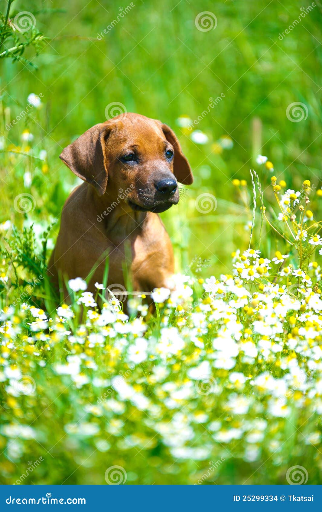 Perrito Del Ridgeback De Rhodesian En Un Campo Foto de archivo - Imagen ...