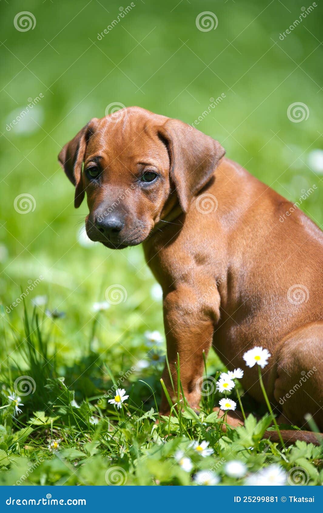 Perrito Del Ridgeback De Rhodesian En Un Campo Imagen de archivo ...