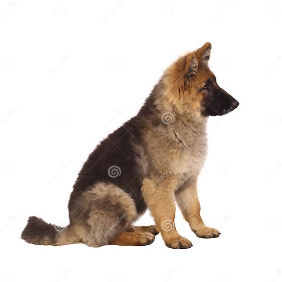 Perrito del shepard alemán imagen de archivo. Imagen de perrito - 13535541