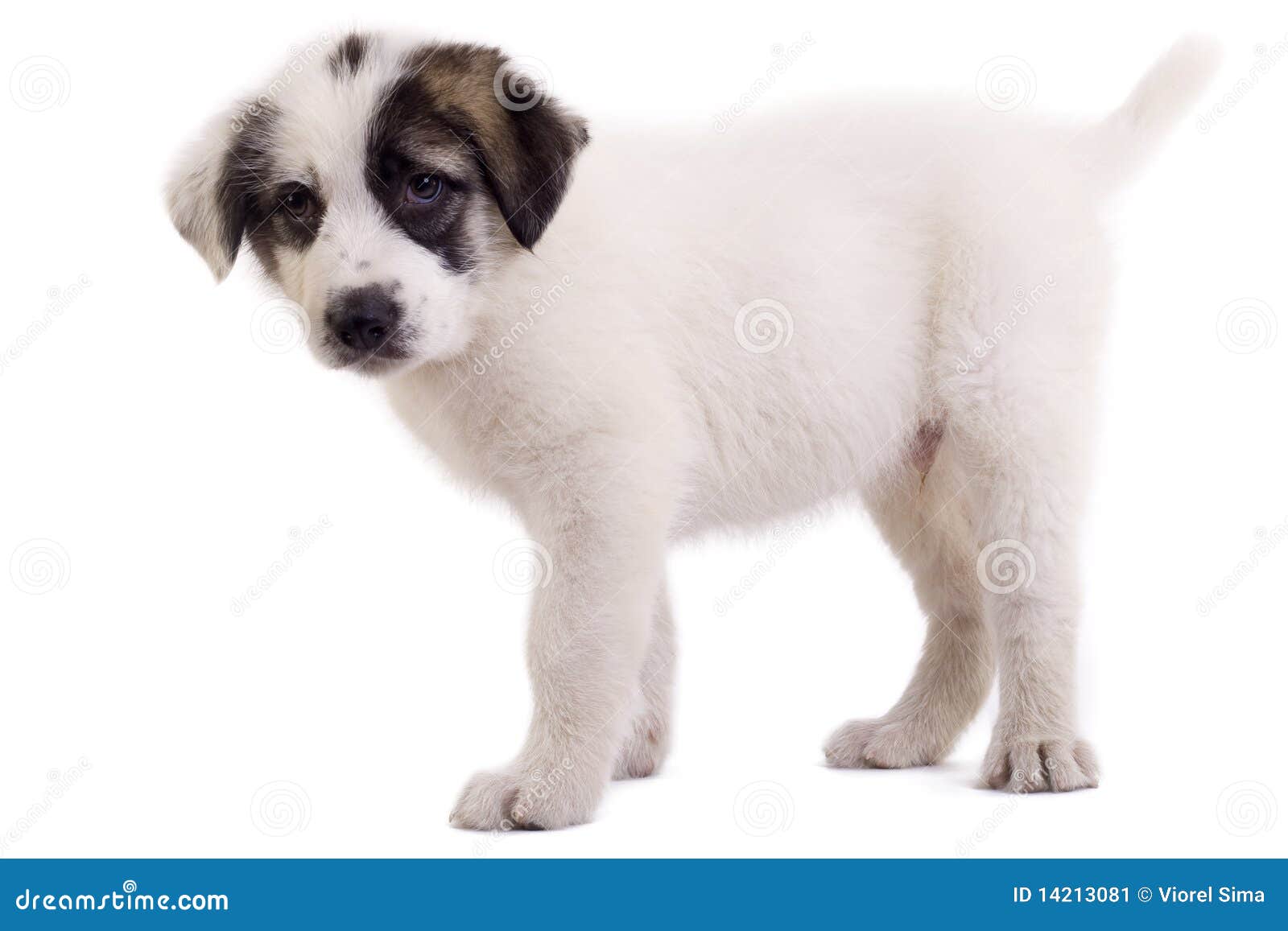 Perrito Del Shepard De Bucovinean Imagen. Imagen: 14213081