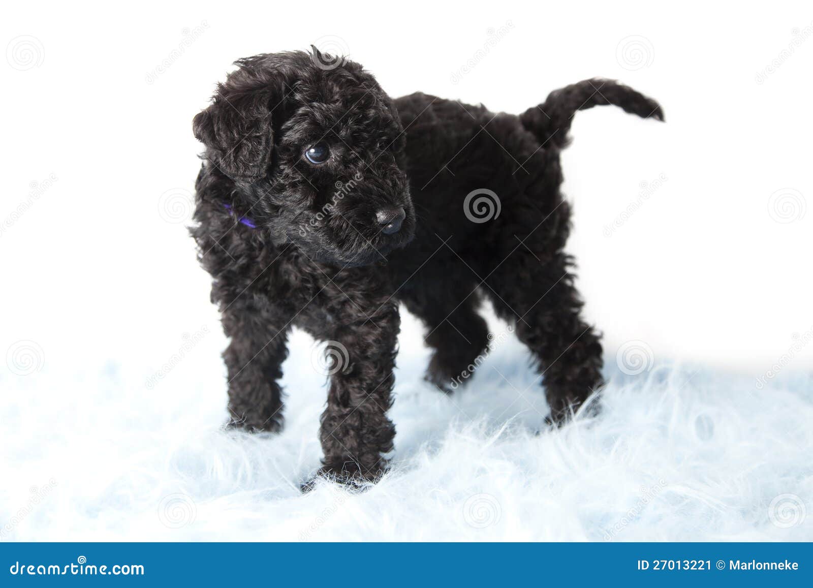 Perrito Del Terrier De Azul De Kerry Imagen de archivo - Imagen de ...