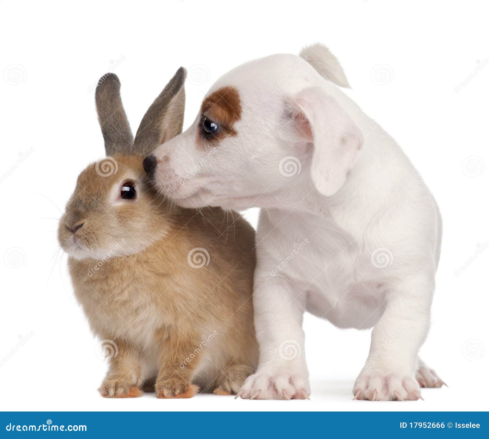Perrito Del Terrier De Gato Russell Y Un Conejo Foto de archivo ...