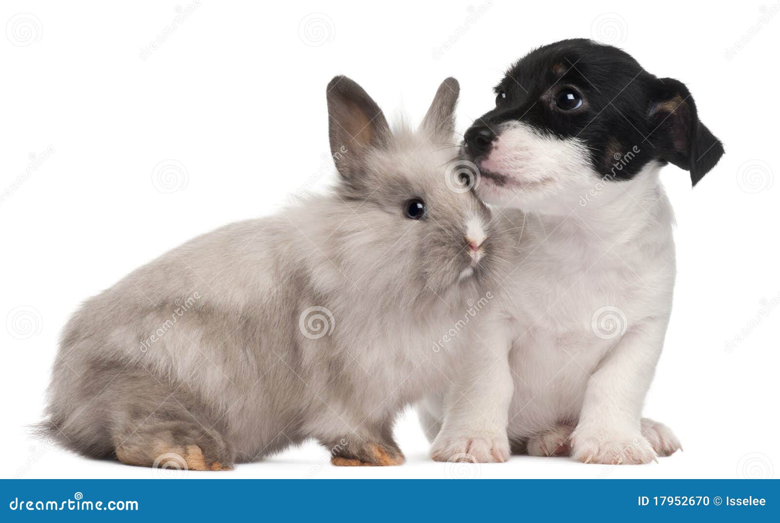 Perrito Del Terrier De Gato Russell Y Un Conejo Foto de archivo ...