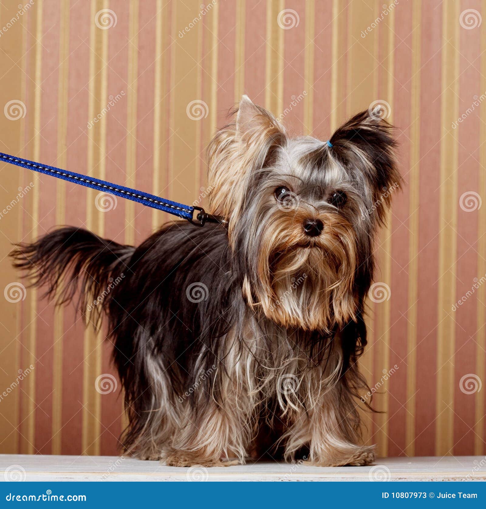 Perrito Del Terrier De Yorkshire Imagen de archivo - Imagen de retrato ...