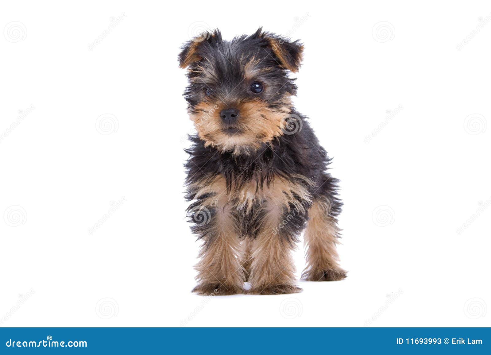 Perrito Del Terrier De Yorkshire Imagen de archivo - Imagen de perro ...