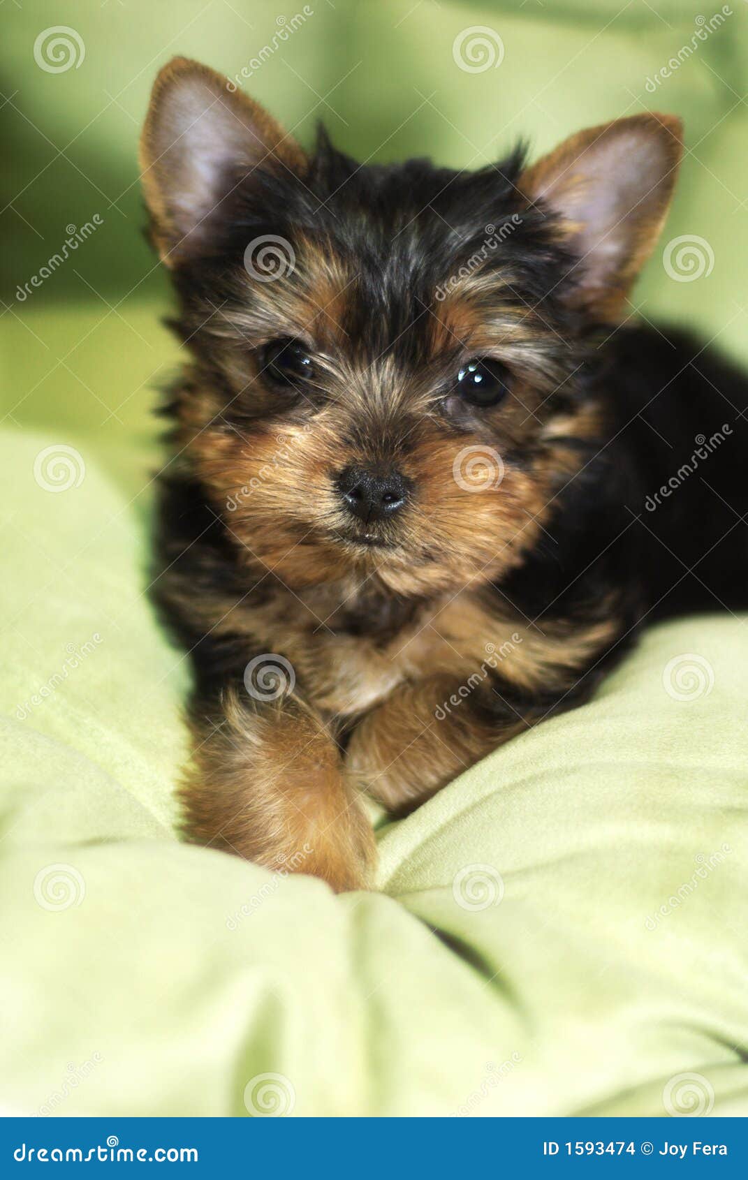 Perrito Del Terrier De Yorkshire Foto de archivo - Imagen de verde ...