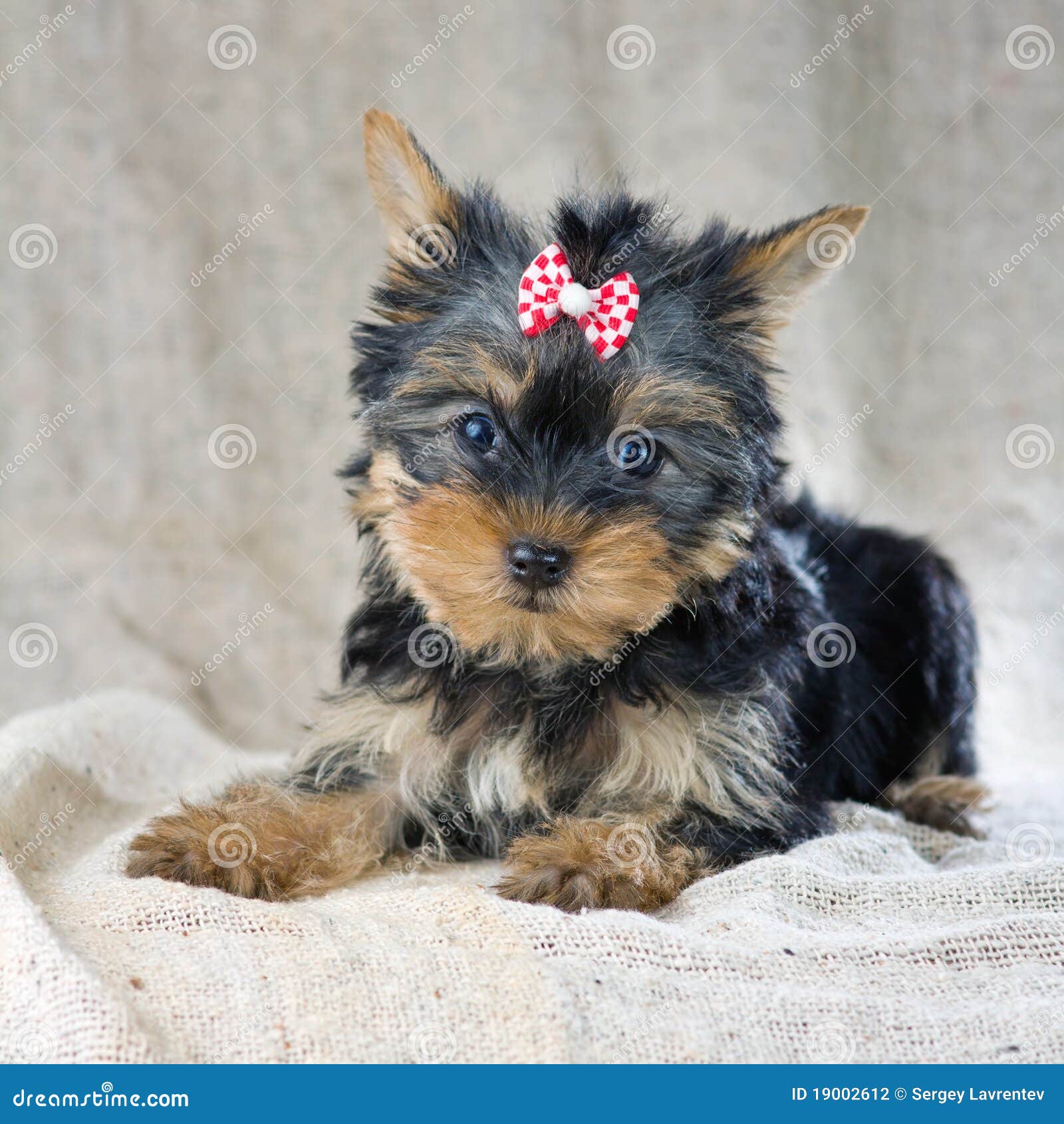 Perrito Del Terrier De Yorkshire Foto de archivo - Imagen de yorkie ...