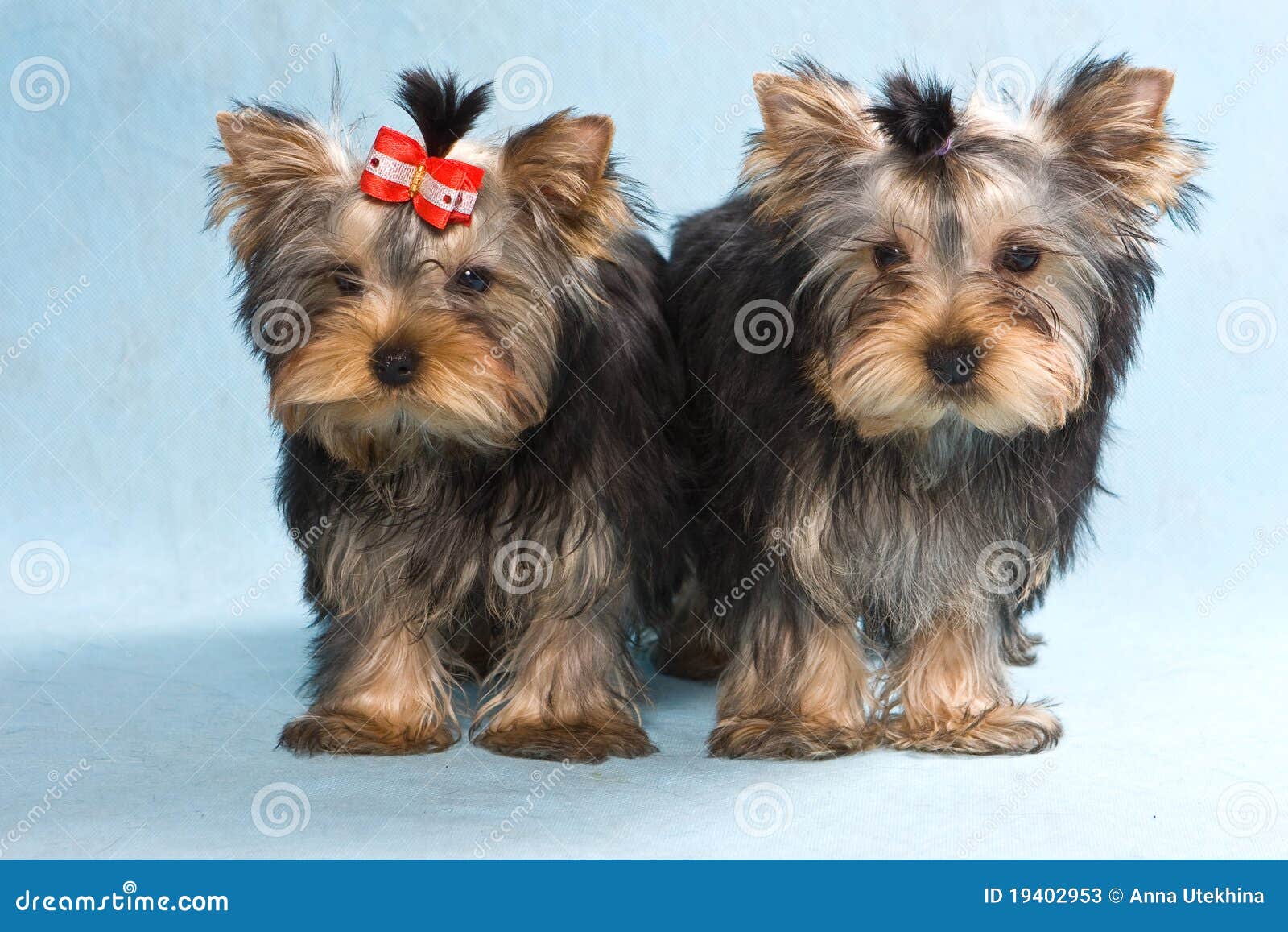 Perrito Del Terrier De Yorkshire Imagen de archivo - Imagen de frondoso ...