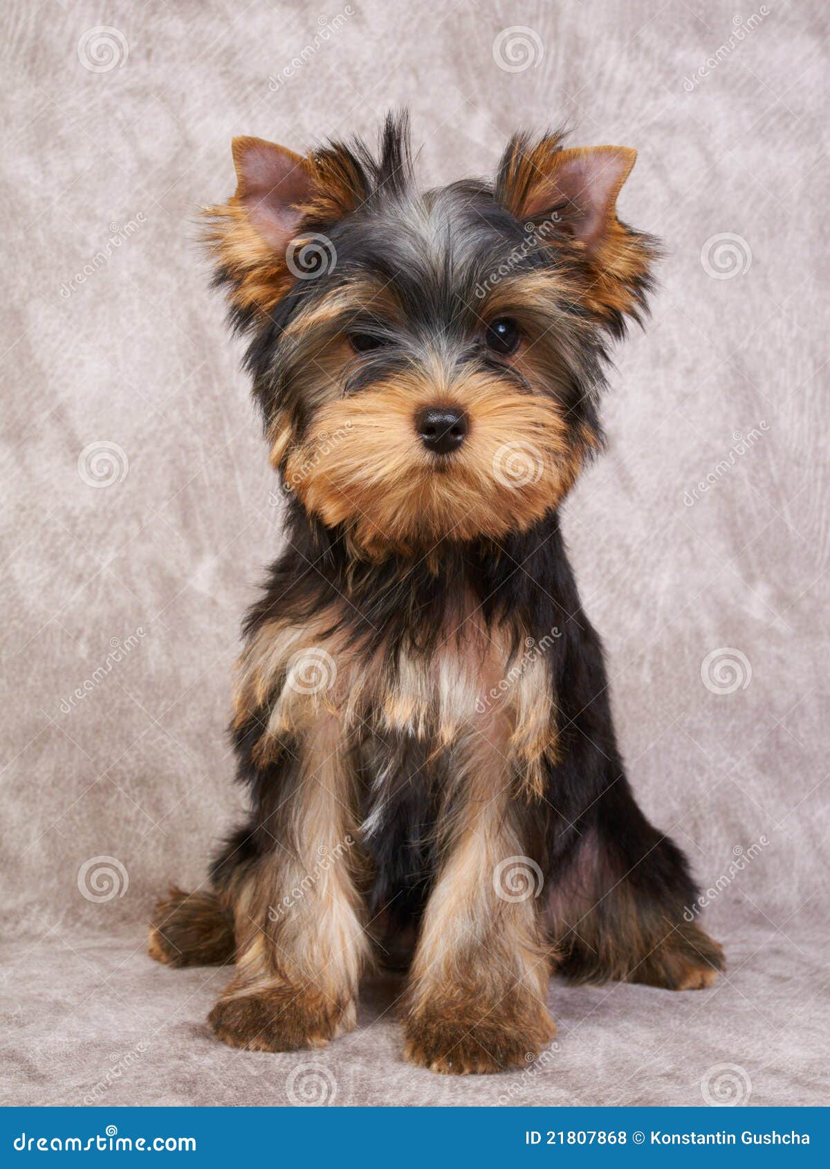 Perrito Del Terrier De Yorkshire Foto de archivo - Imagen de aislado ...