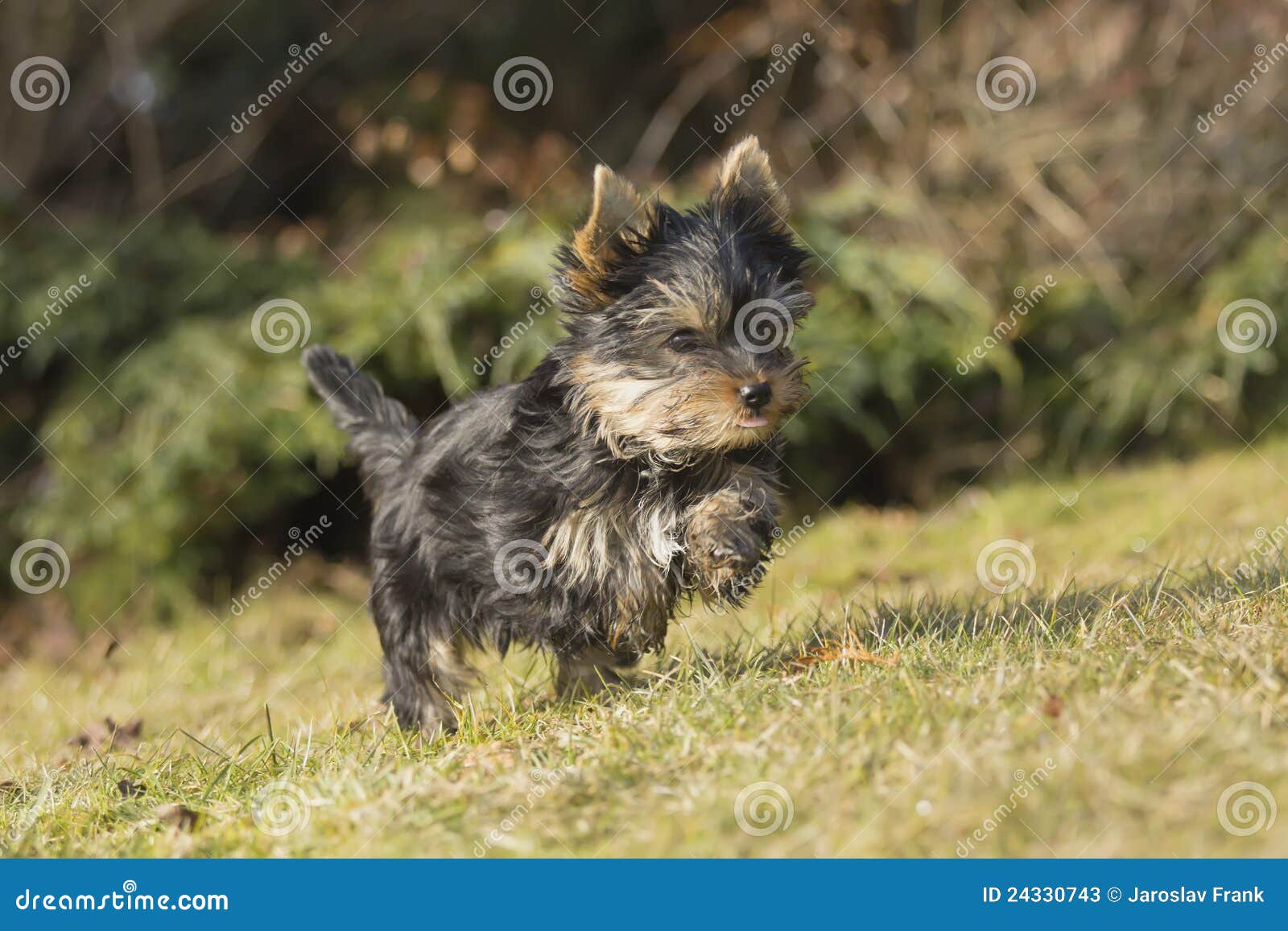Perrito Del Terrier De Yorkshire Imagen de archivo - Imagen de ...