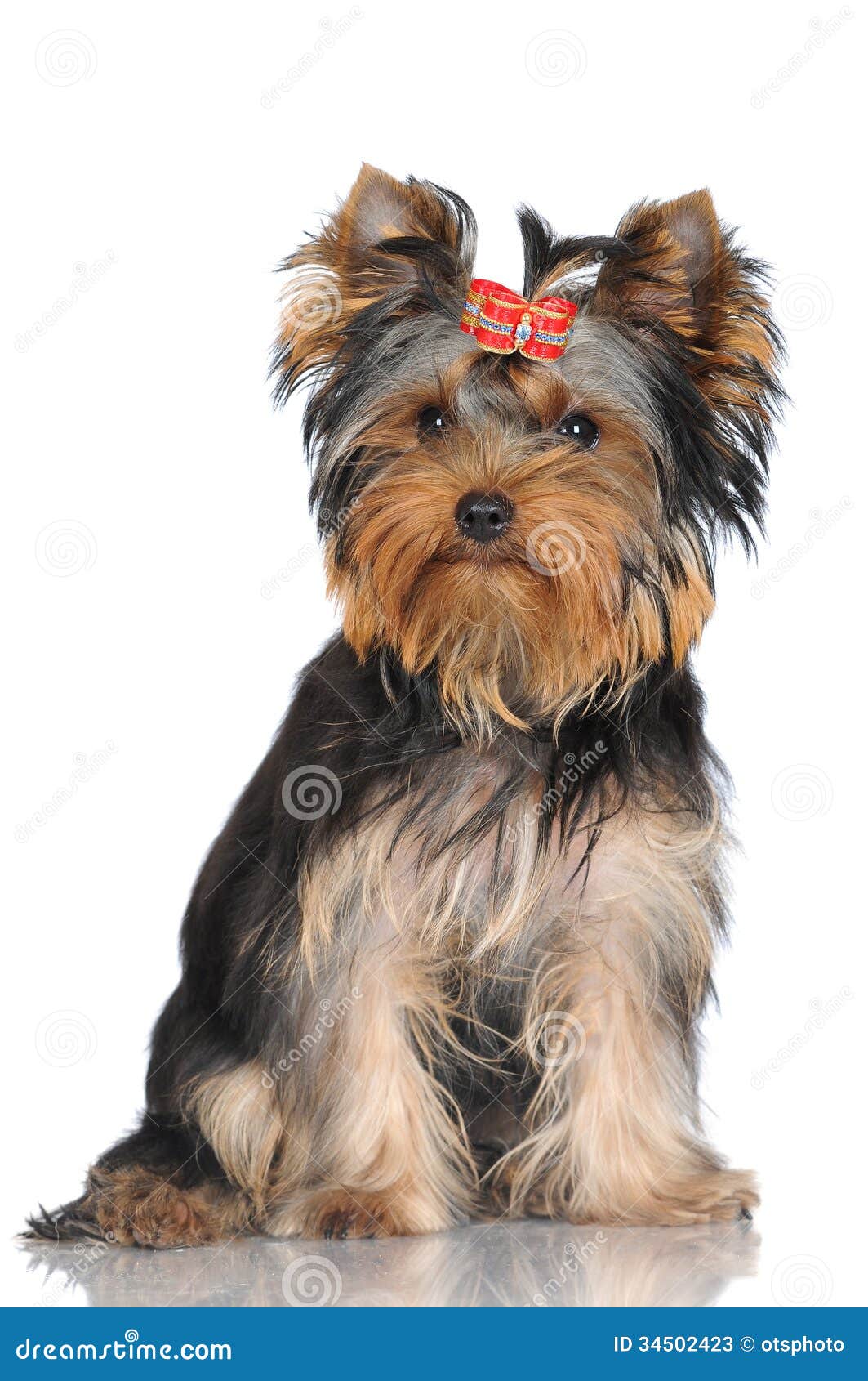 Perrito Del Terrier De Yorkshire Imagen de archivo - Imagen de ...