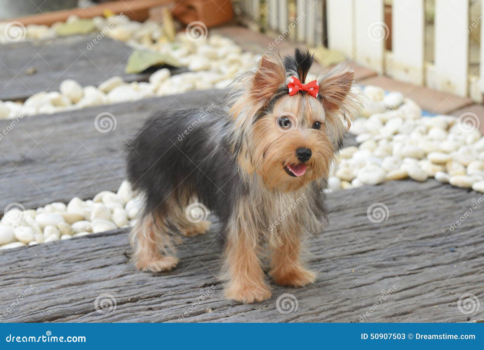 Perrito Del Terrier De Yorkshire Imagen de archivo - Imagen de york ...