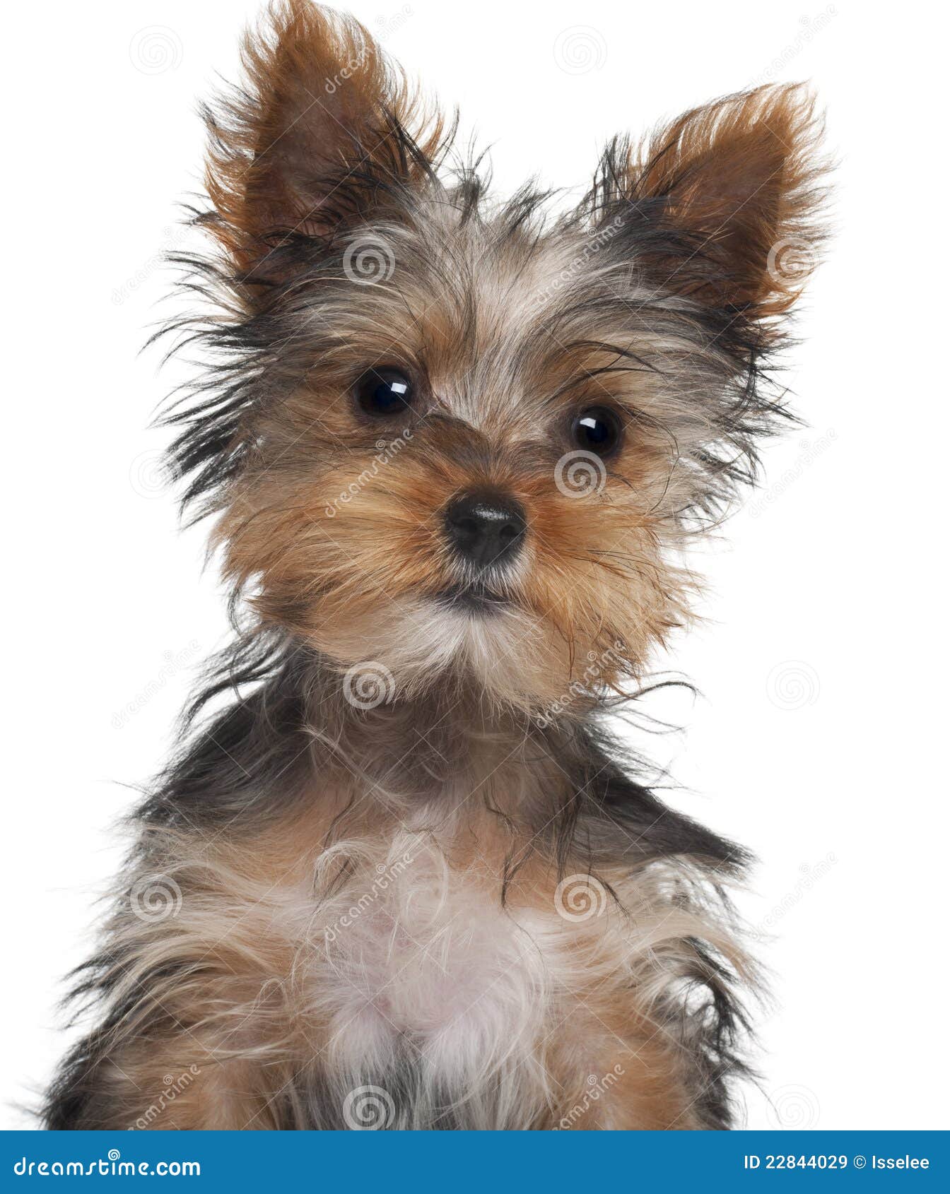 Perrito Del Terrier De Yorkshire, 8 Semanas De Viejo Imagen de archivo ...