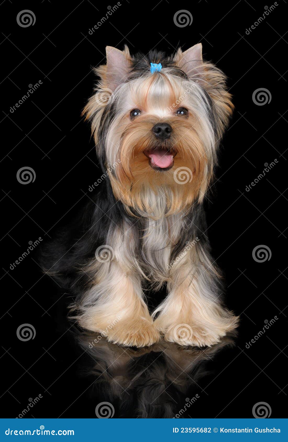 Perrito Del Terrier De Yorkshire En Negro Foto de archivo - Imagen de ...
