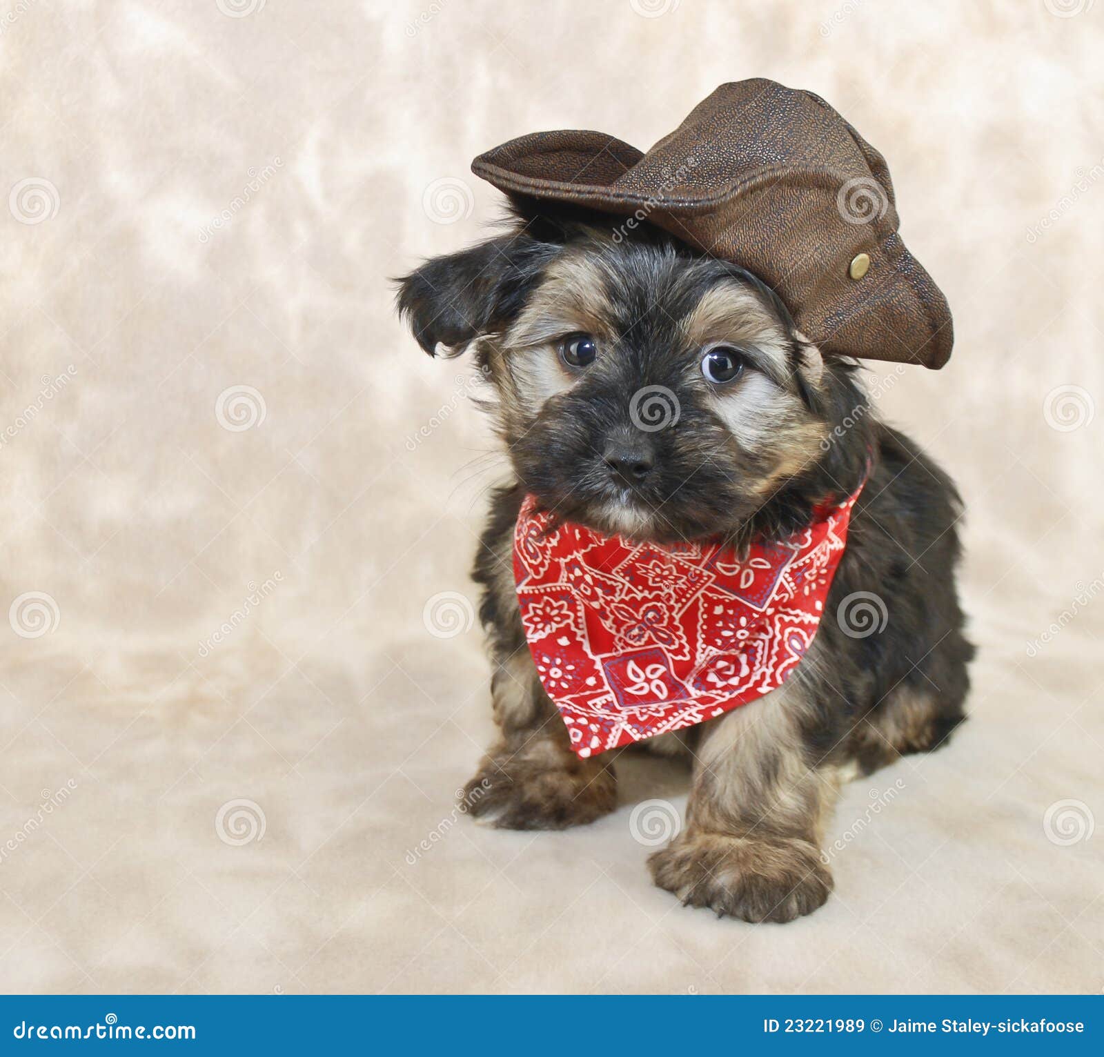 Perrito del vaquero imagen de archivo. Imagen de tonto - 23221989
