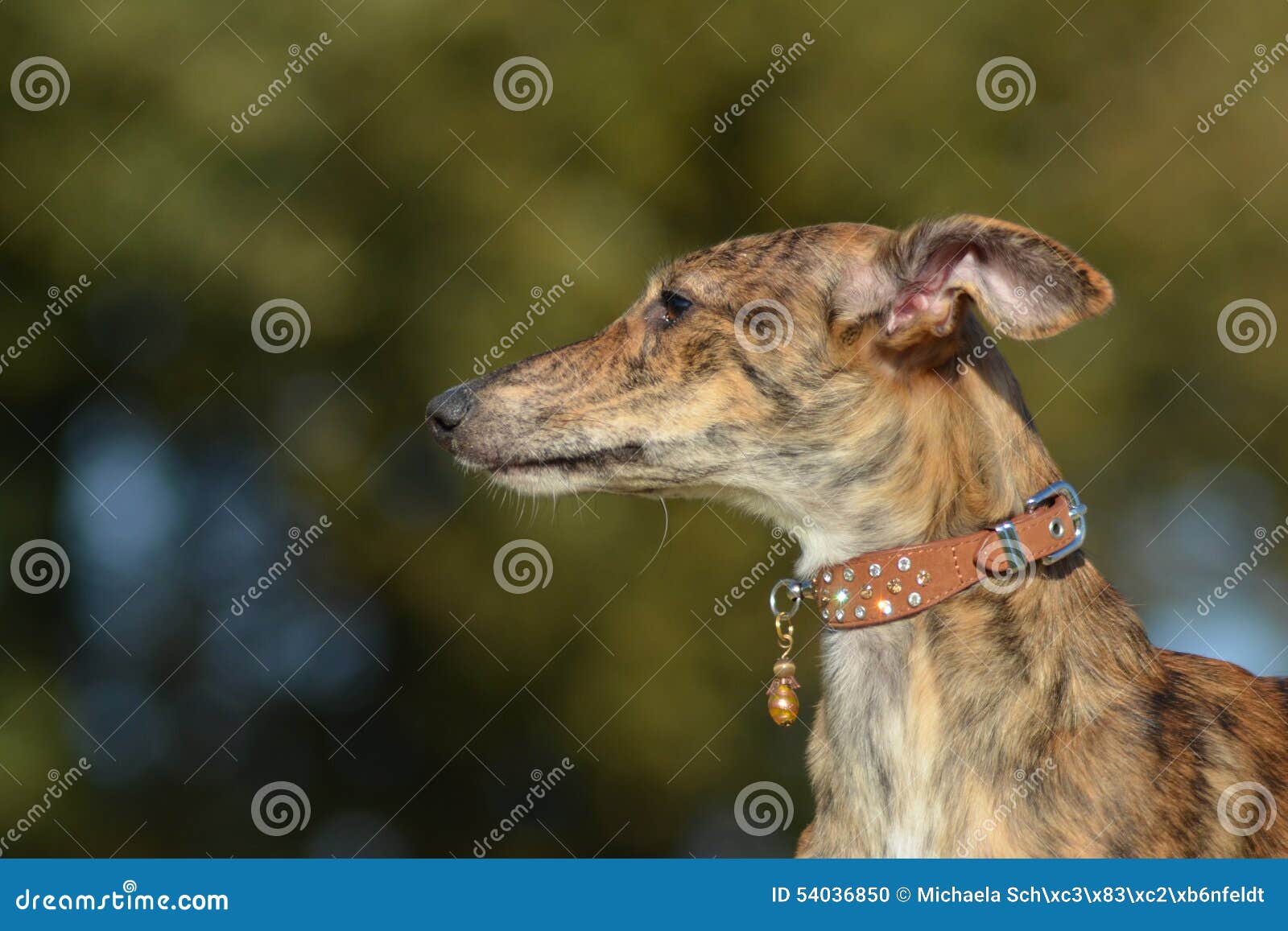 Perrito del Vista-perro foto de archivo. Imagen de honestidad - 54036850