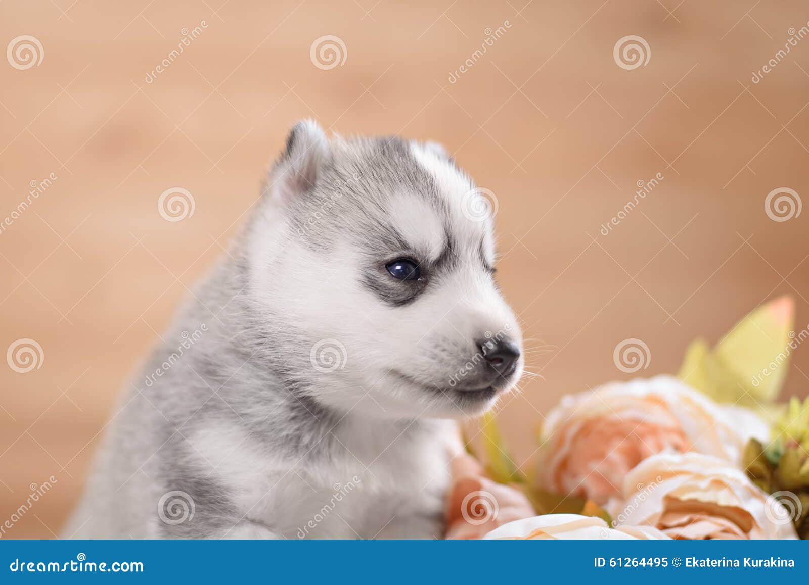 Perrito Divertido Con Un Ramo De Flores Imagen de archivo - Imagen de ...
