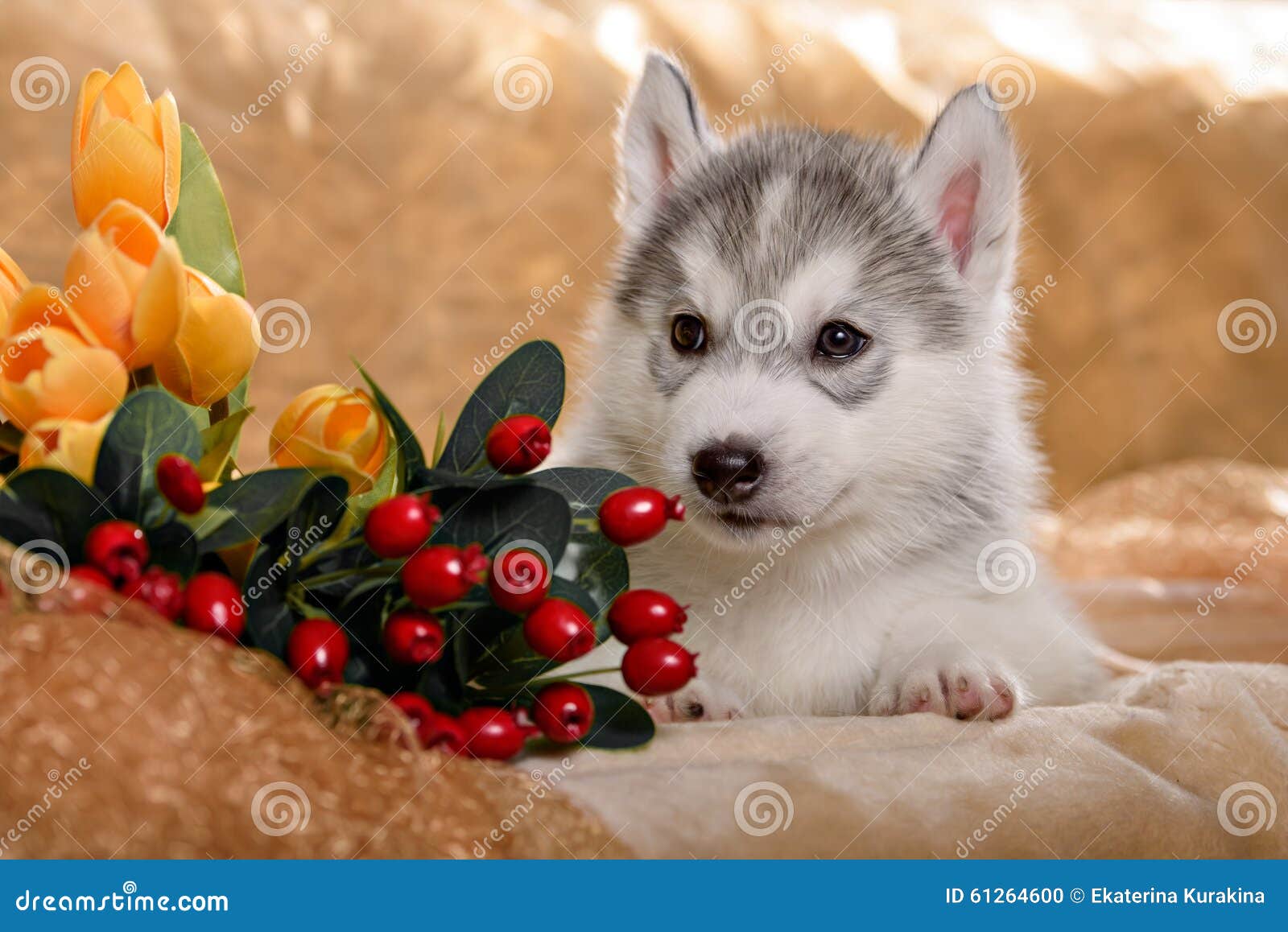 Perrito Divertido Con Un Ramo De Flores Foto de archivo - Imagen de ...