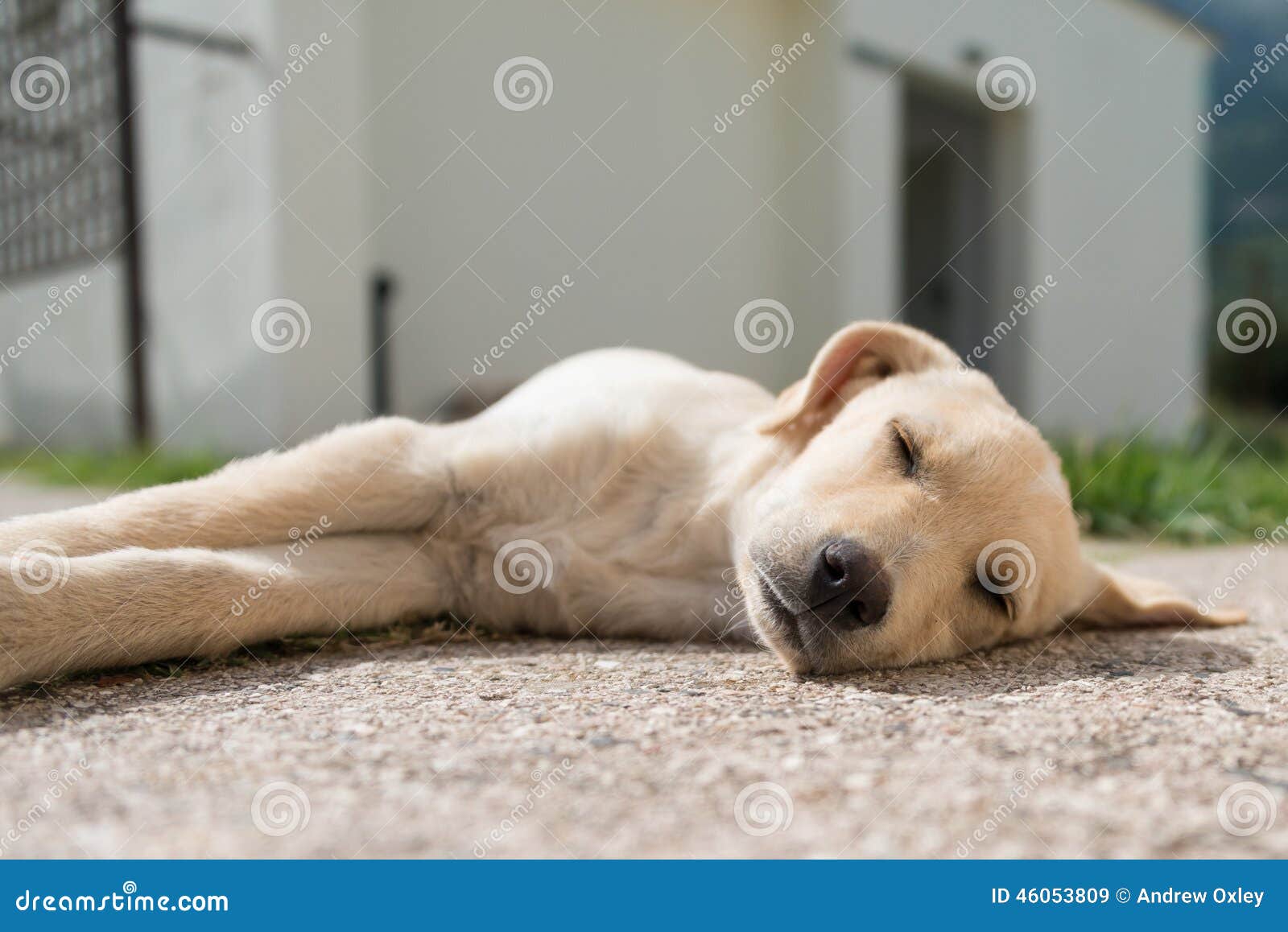 Perrito dormido imagen de archivo. Imagen de animal, joven - 46053809