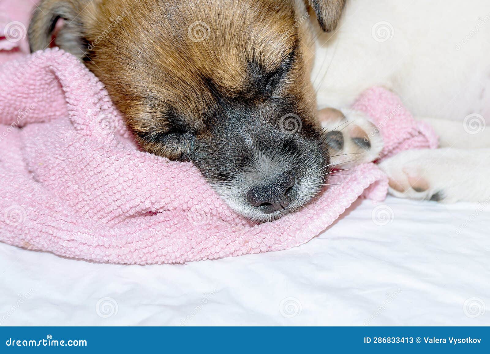 Perrito dormido imagen de archivo. Imagen de animal - 286833413