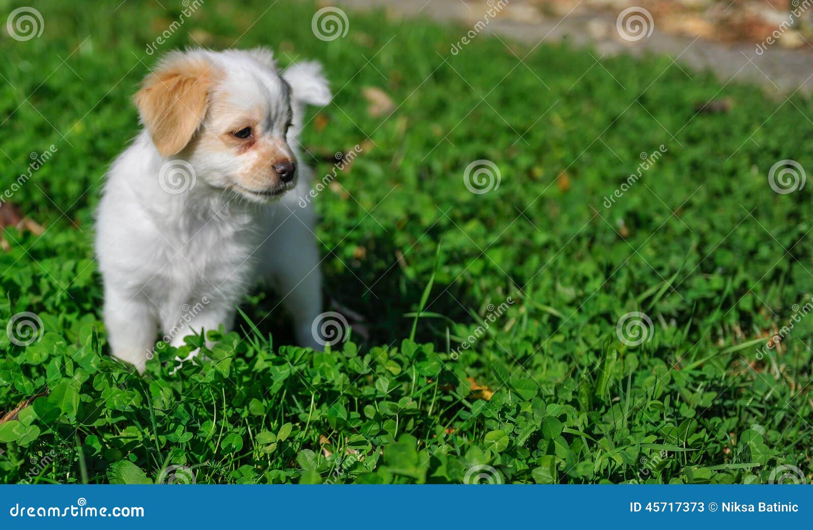 Perrito dulce imagen de archivo. Imagen de lindo, doméstico - 45717373