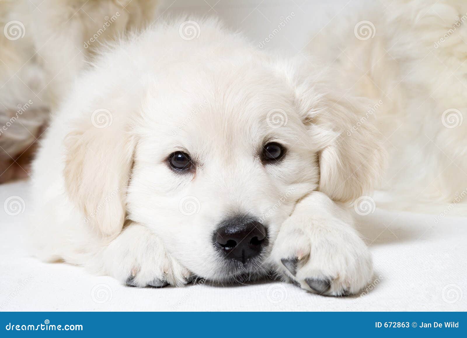 Perrito dulce imagen de archivo. Imagen de lindo, adorable - 672863