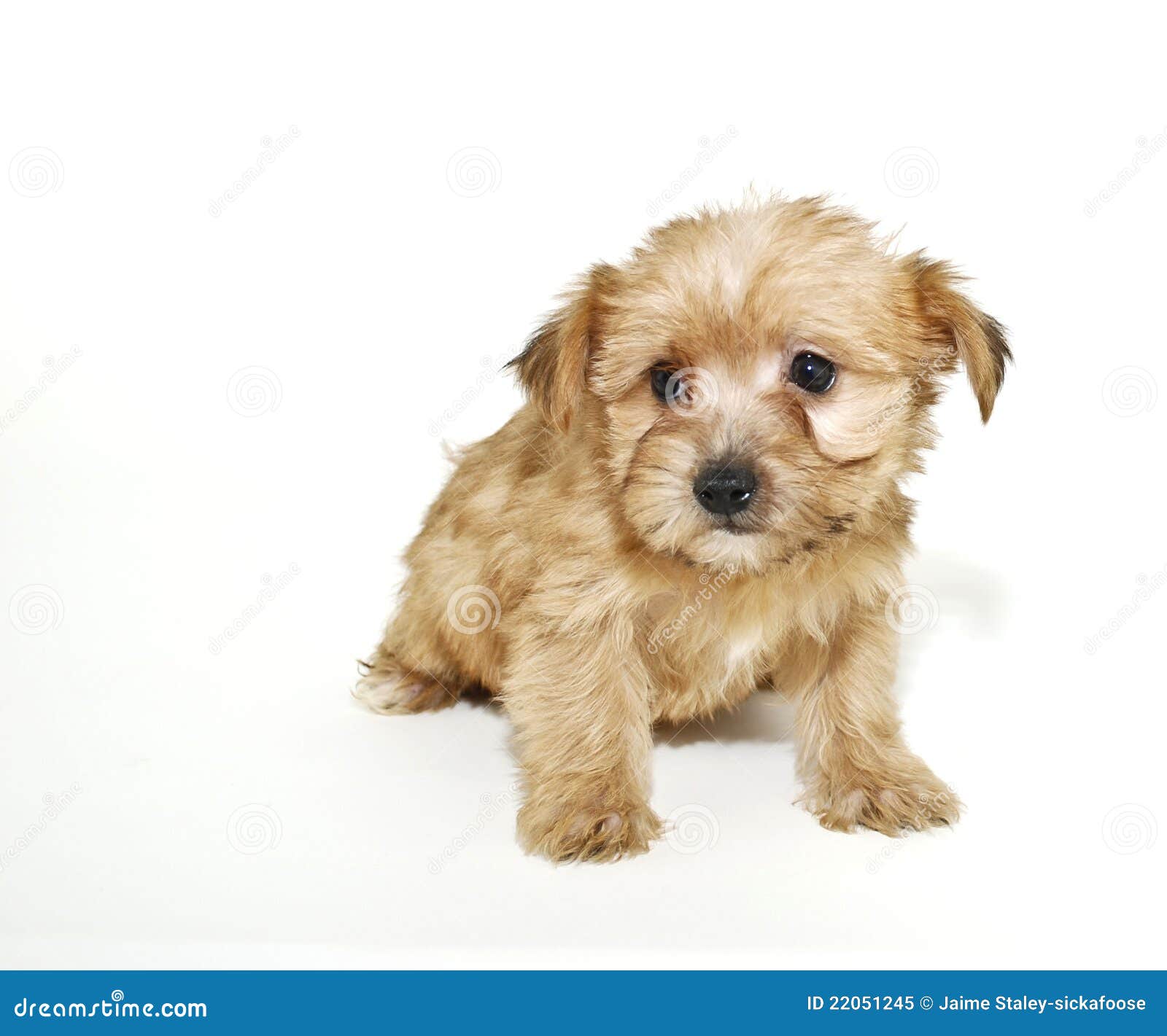 Perrito dulce de Morkie imagen de archivo. Imagen de calendario - 22051245