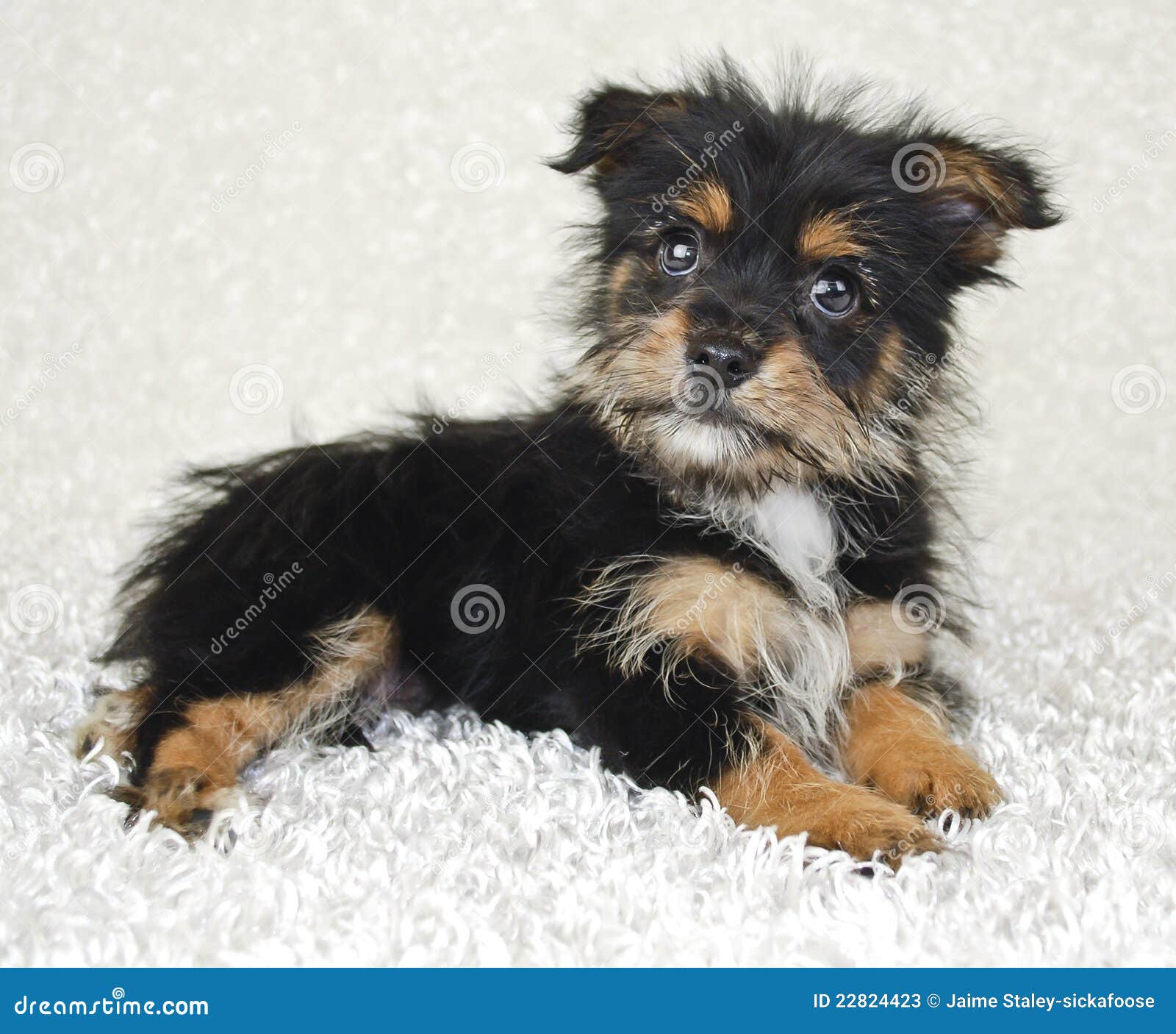 Perrito dulce de Yorki-Pom imagen de archivo. Imagen de animal - 22824423